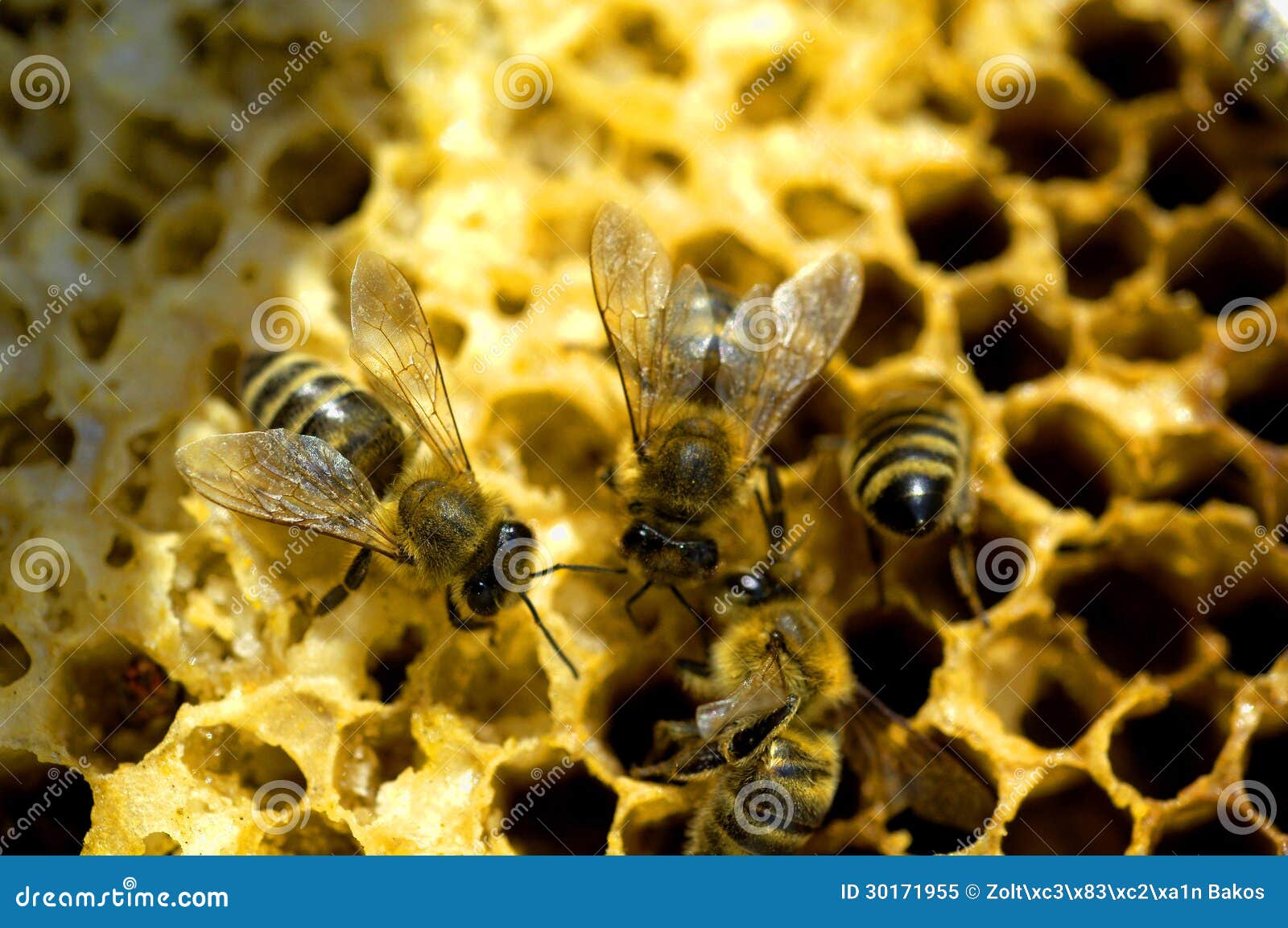 Api del miele immagine stock. Immagine di operai, salute - 30171955