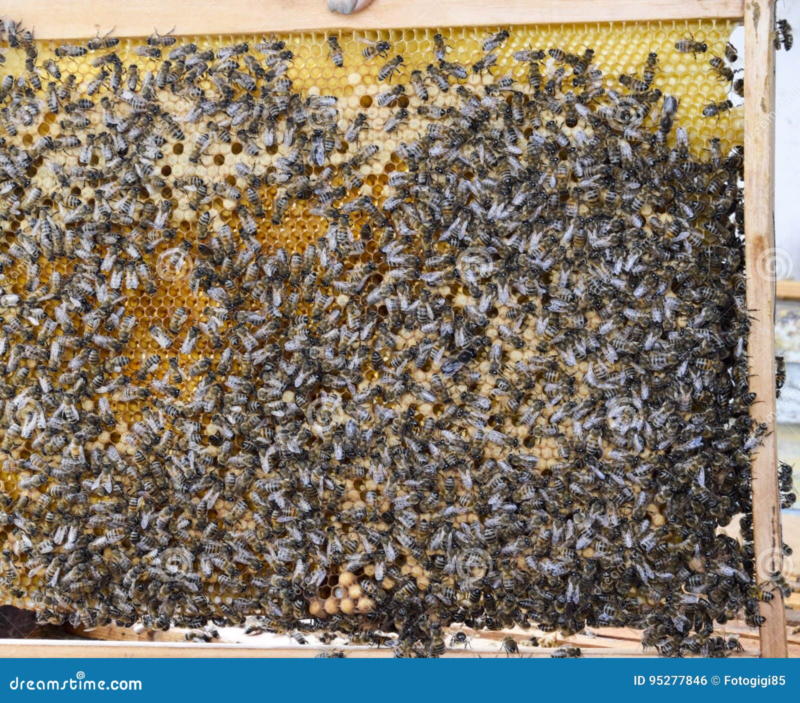 Api Del Miele Sull'arnia Domestica Fotografia Stock - Immagine di ...