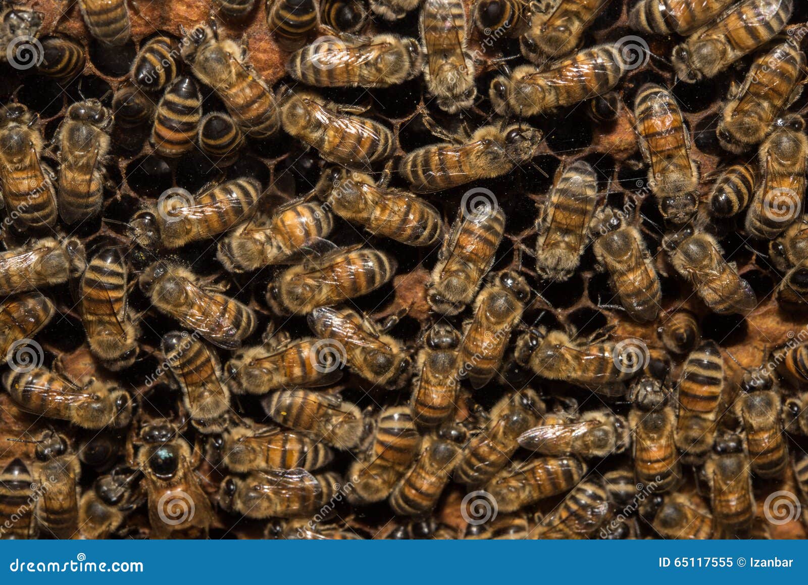 Api Dentro La Fine Di Macro Dell'alveare Su Immagine Stock - Immagine ...