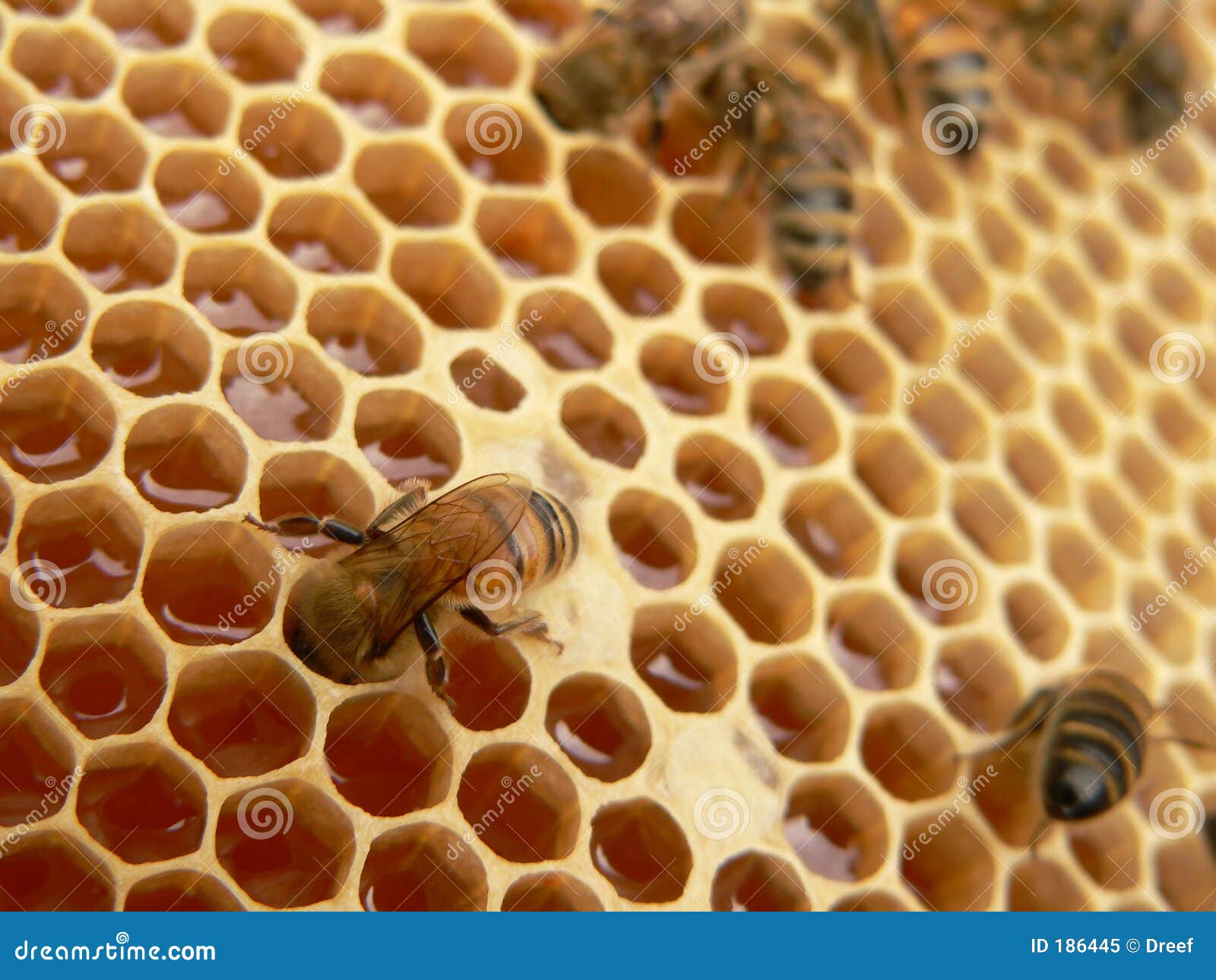 Api di funzionamento immagine stock. Immagine di podere - 186445