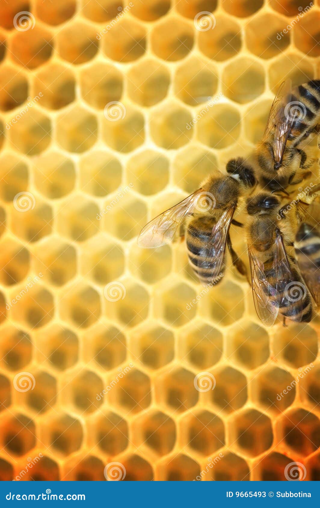 Api di funzionamento immagine stock. Immagine di ronzio - 9665493