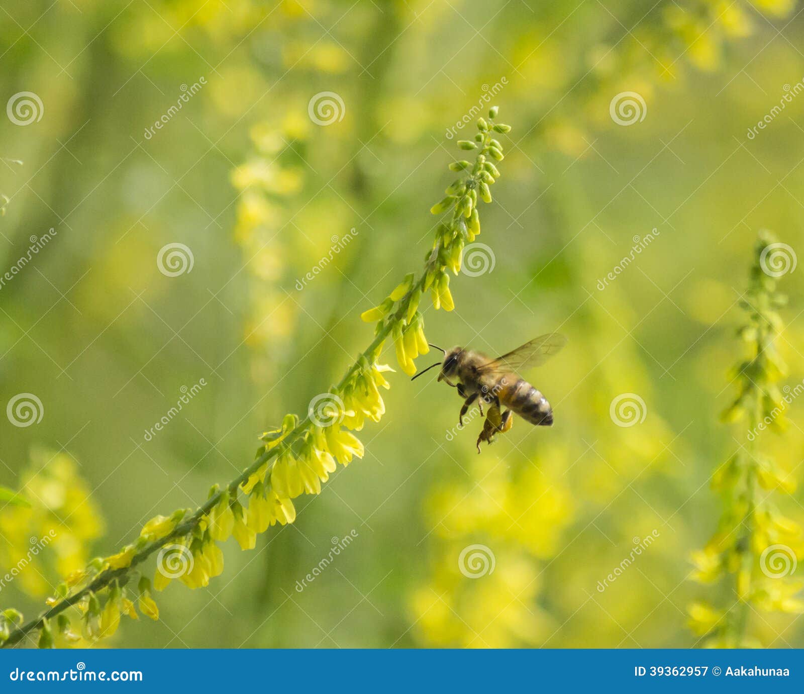 Api e fiori immagine stock. Immagine di insetti, nave - 39362957