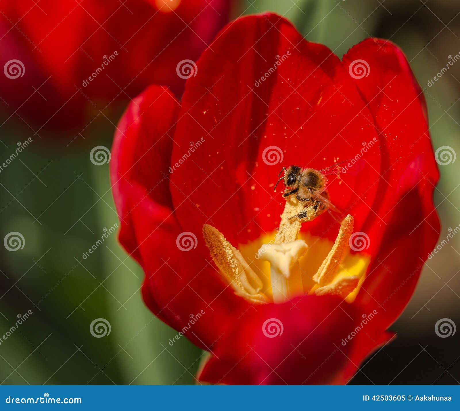 Api e fiori immagine stock. Immagine di luminoso, insetti - 42503605