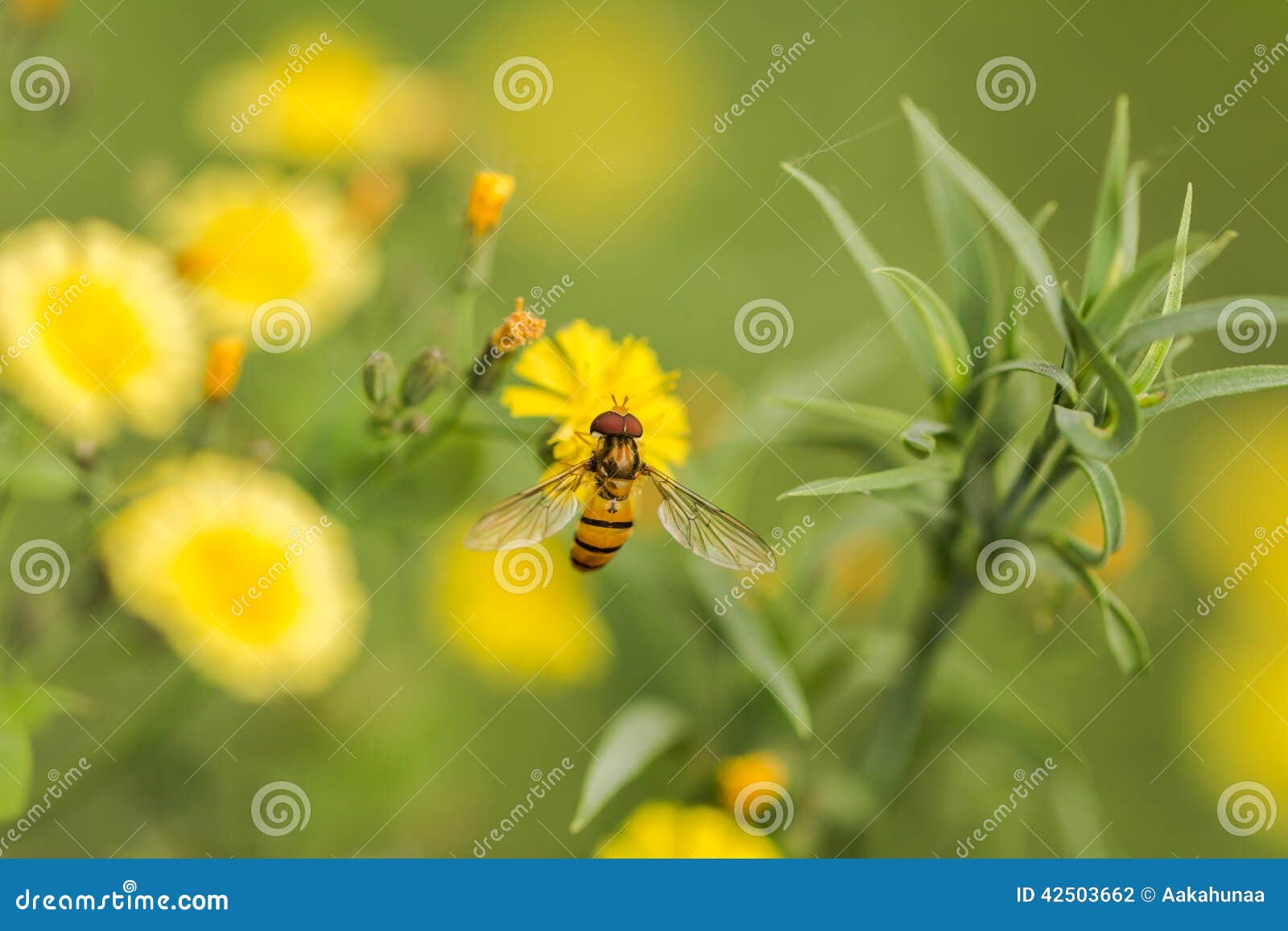 Api e fiori fotografia stock. Immagine di miele, soleggiato - 42503662