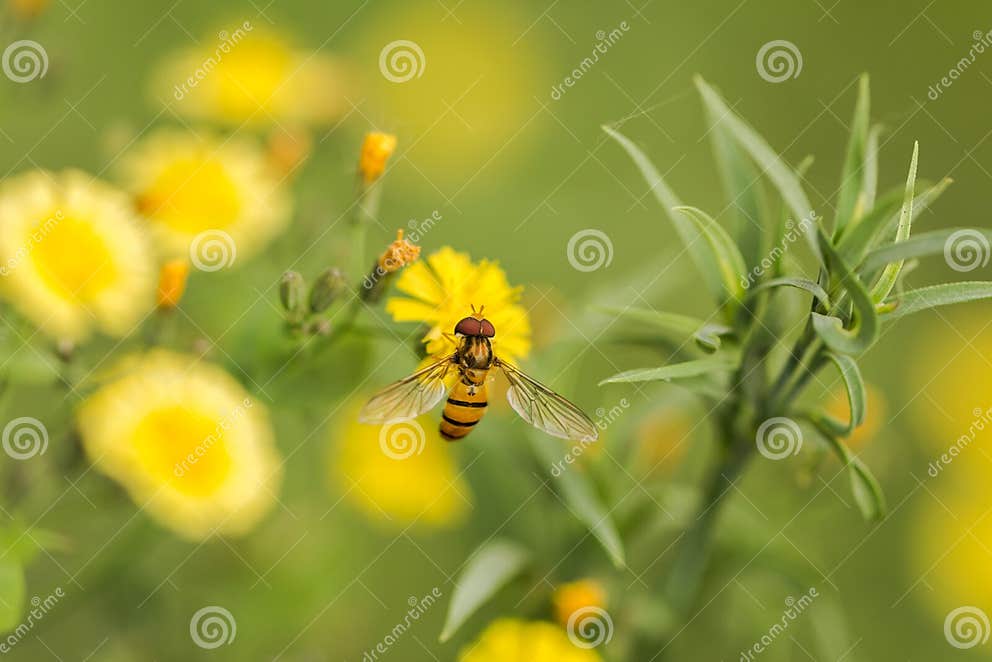 Api e fiori fotografia stock. Immagine di miele, soleggiato - 42503662
