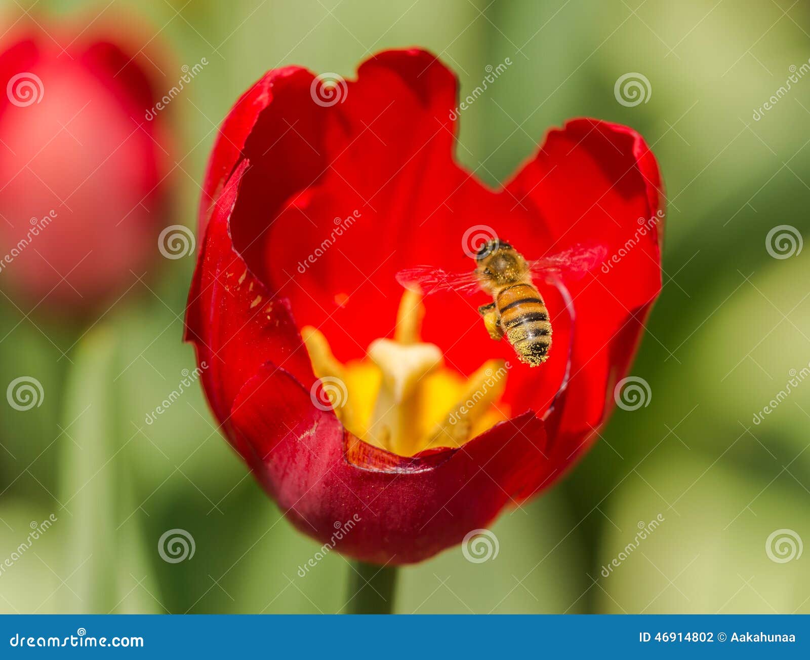 Api e fiori fotografia stock. Immagine di petali, colore - 46914802