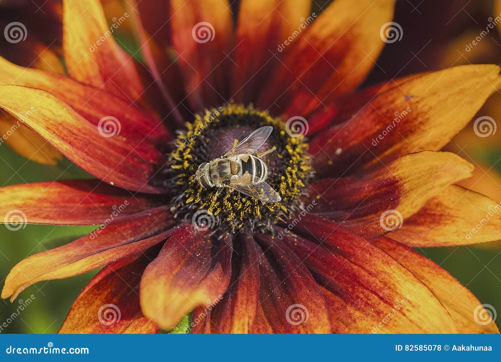 Api e fiori fotografia stock. Immagine di protezione - 82585078