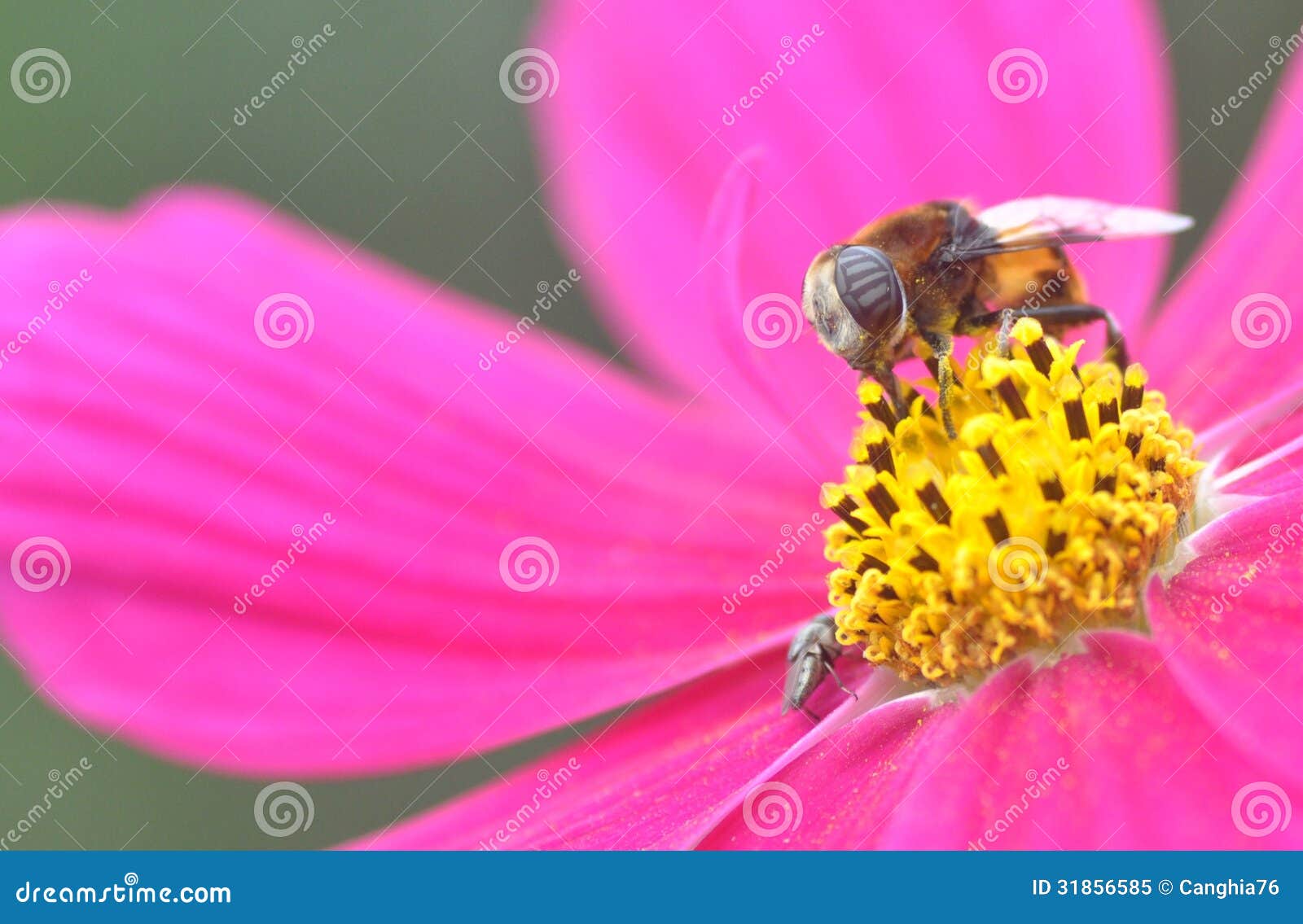 Api e fiori porpora immagine stock. Immagine di ambiente - 31856585