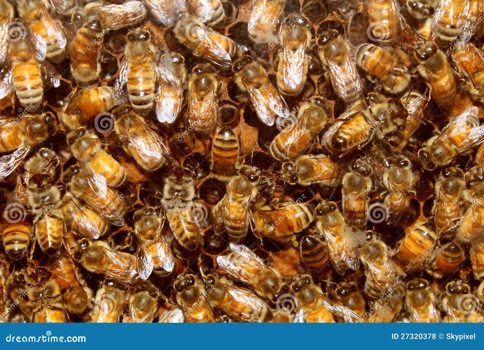 Api e miele dell'alveare fotografia stock. Immagine di cellula - 27320378