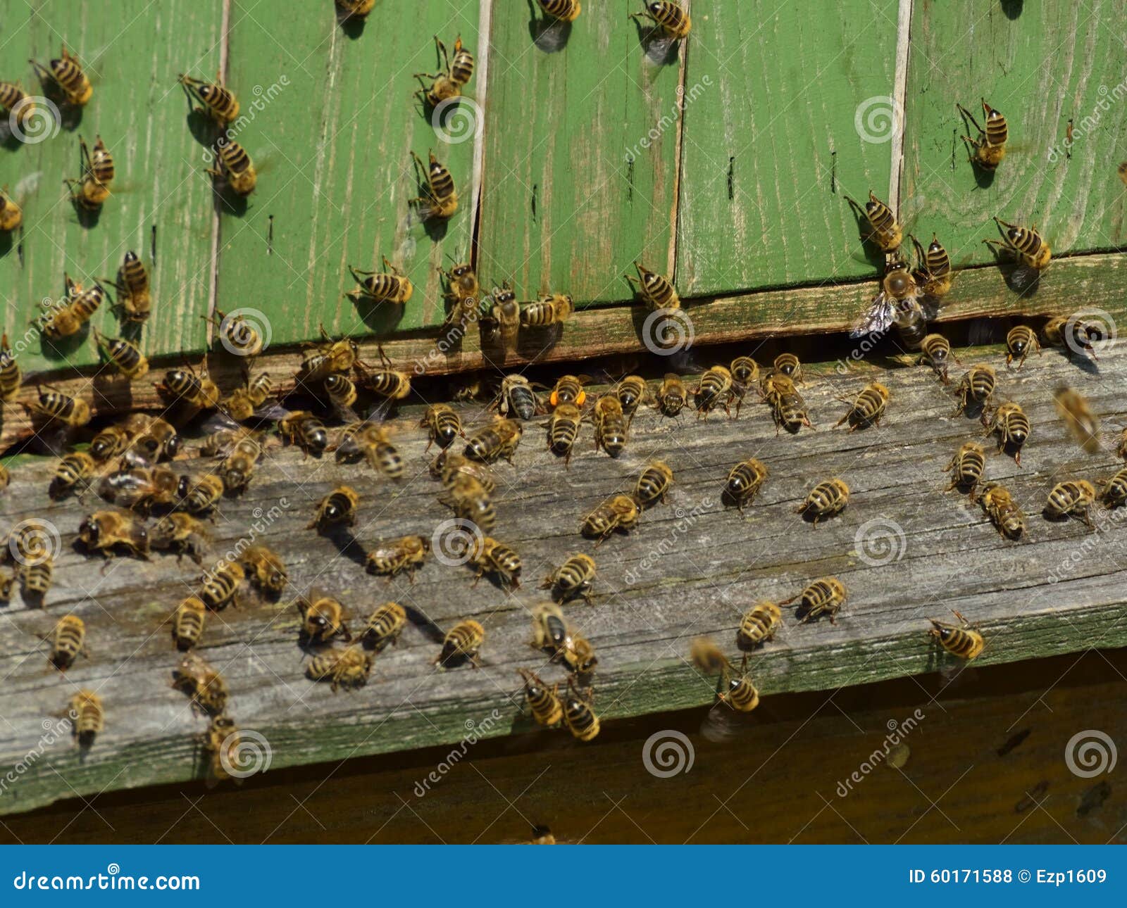 Api ed alveare fotografia stock. Immagine di fauna, insetti - 60171588