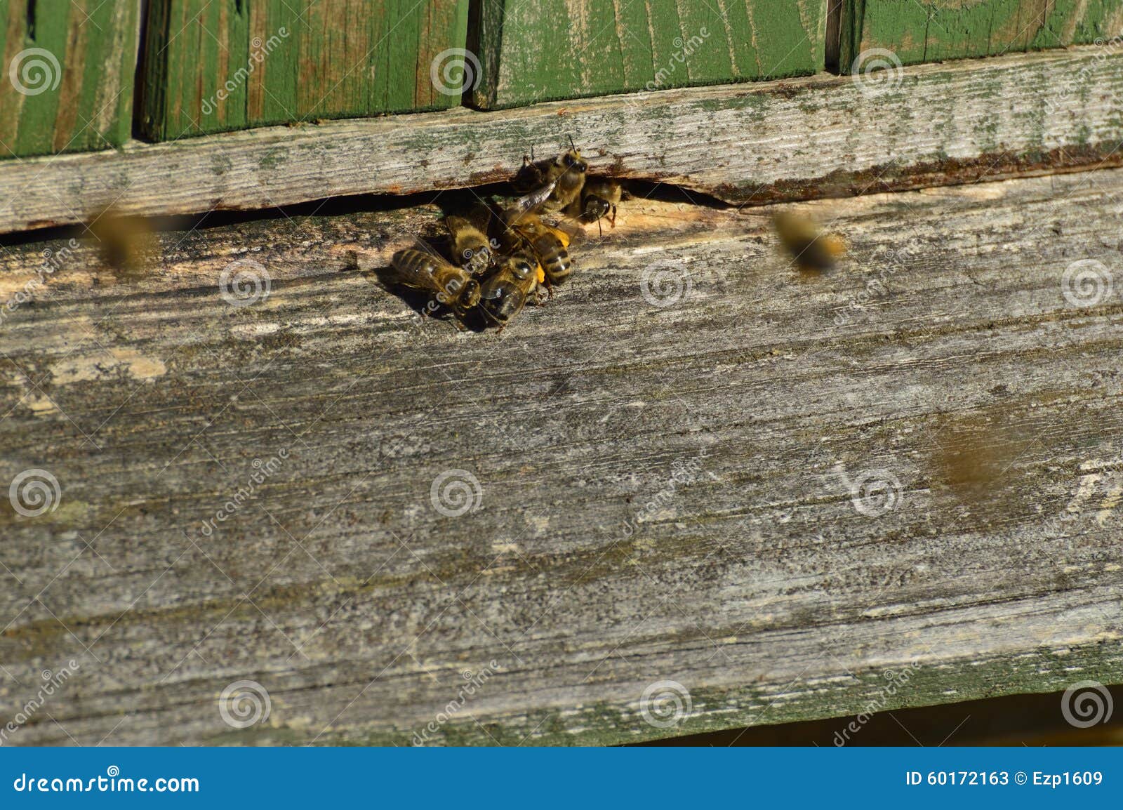 Api ed alveare immagine stock. Immagine di nettare, giallo - 60172163