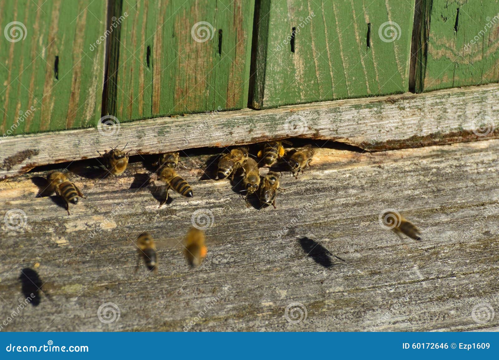 Api ed alveare fotografia stock. Immagine di insetto - 60172646