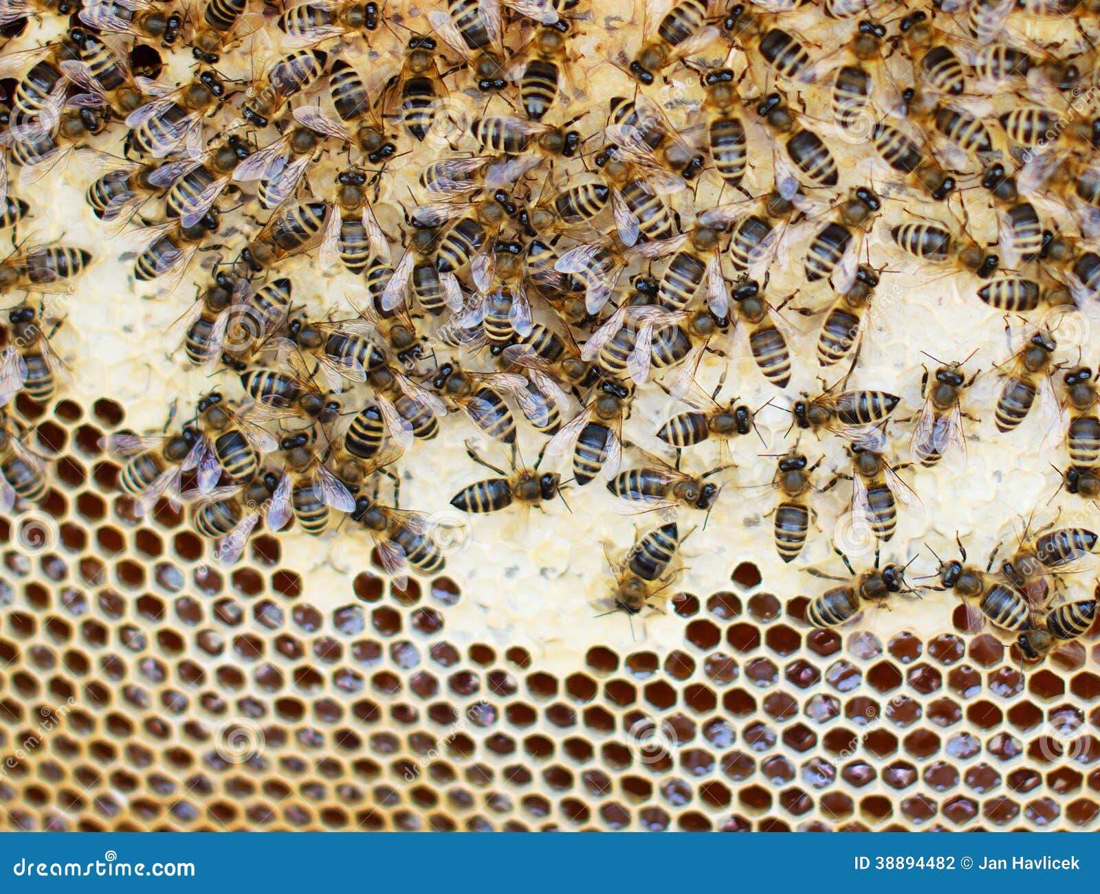 Api nell'alveare fotografia stock. Immagine di pentagono - 38894482