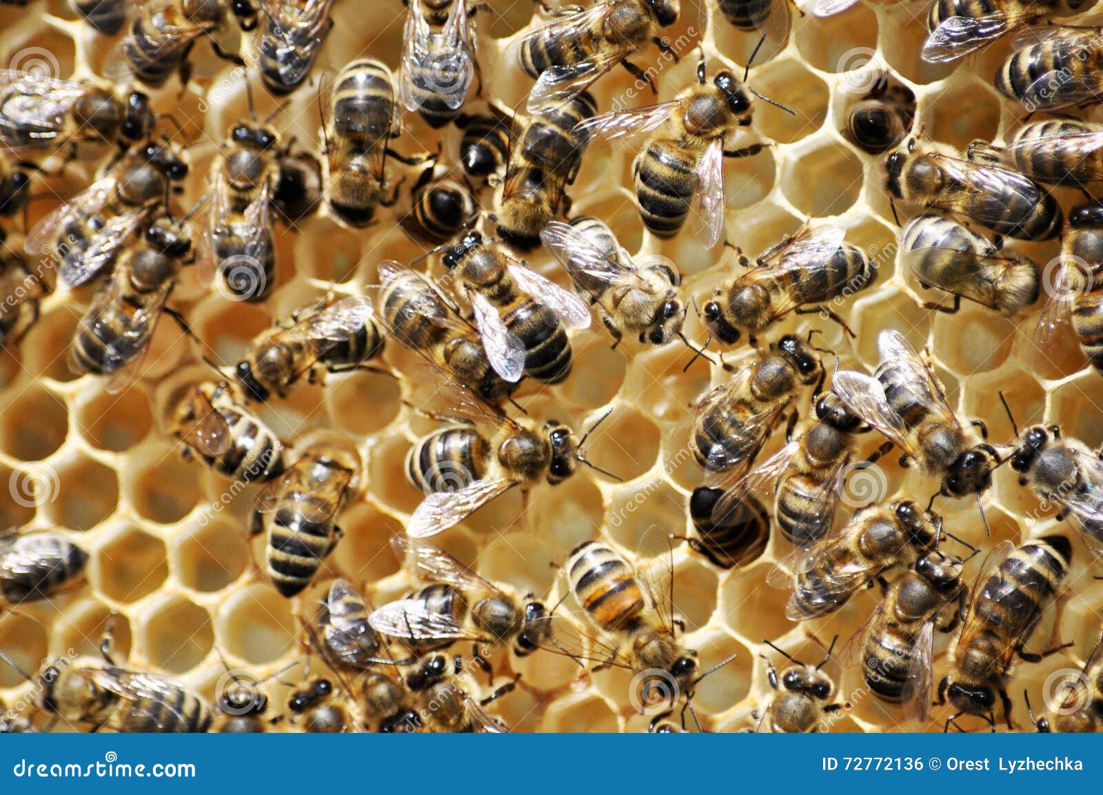 Api Nell'alveare Con Miele Sulla Struttura Fotografia Stock - Immagine ...