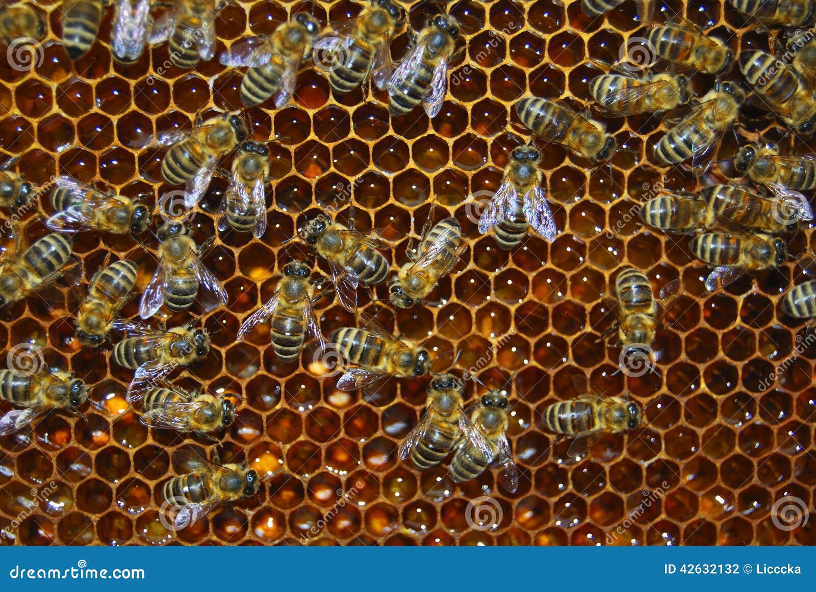 Api operaie fotografia stock. Immagine di miele, favo - 42632132