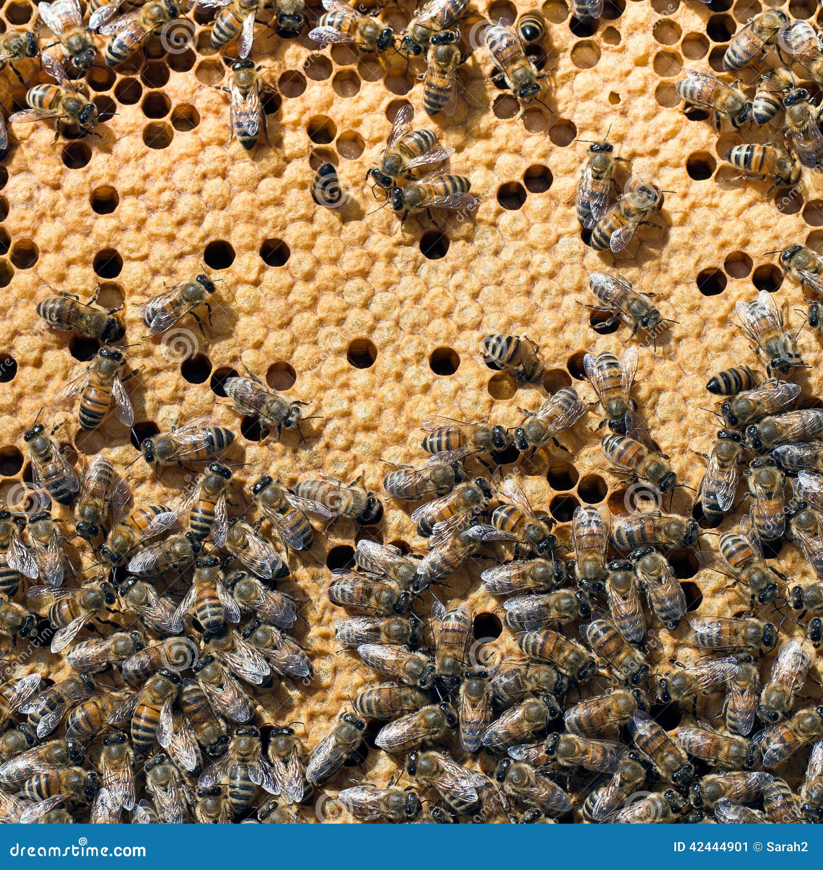 Api in Primo Piano Dell'alveare Immagine Stock - Immagine di interno ...
