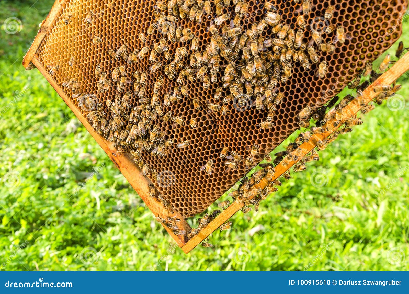 Api Sul Favo in Arnia Di Estate Fotografia Stock - Immagine di esagono ...