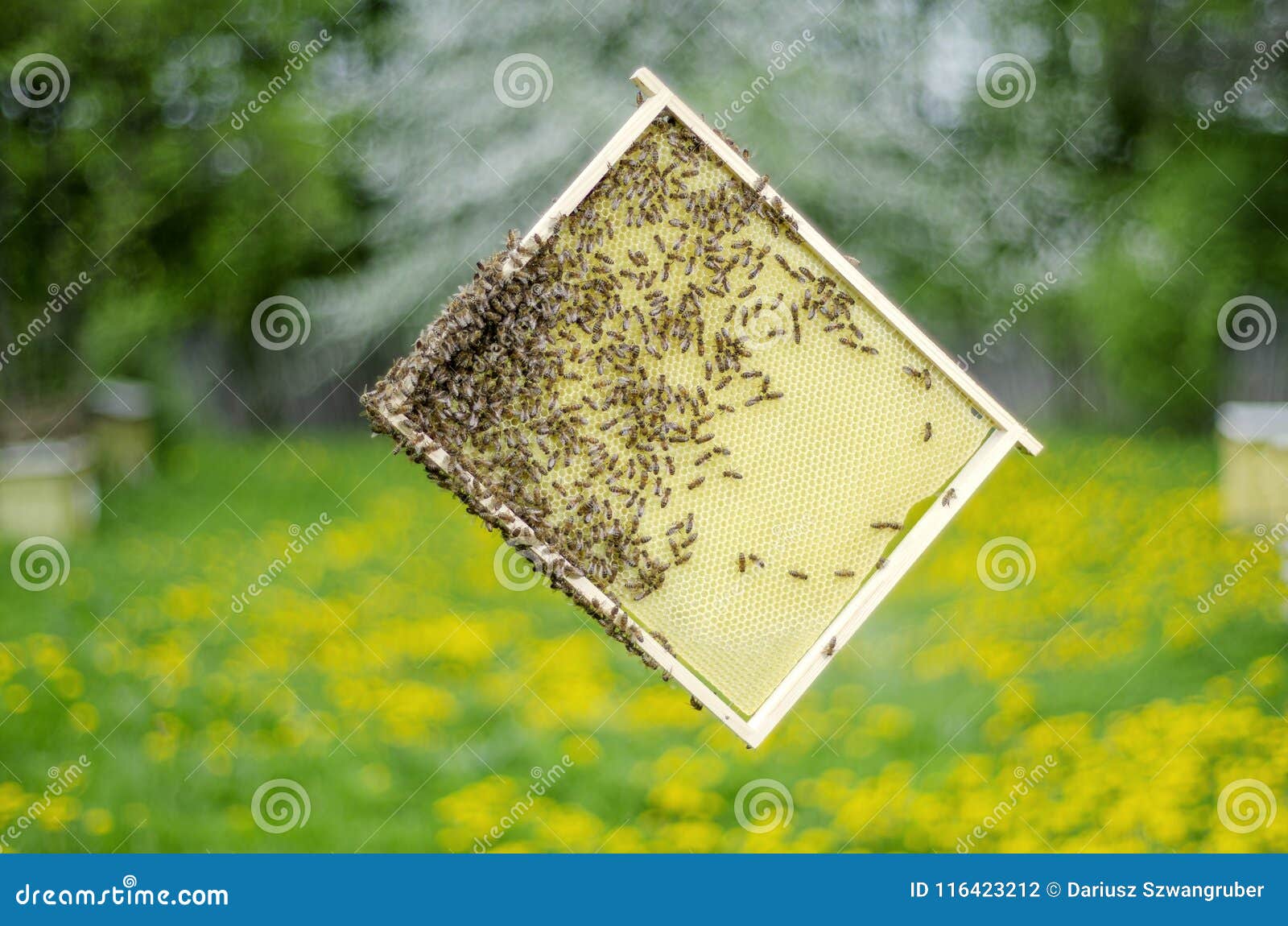 Api Sul Favo in Arnia Nella Primavera Fotografia Stock - Immagine di ...