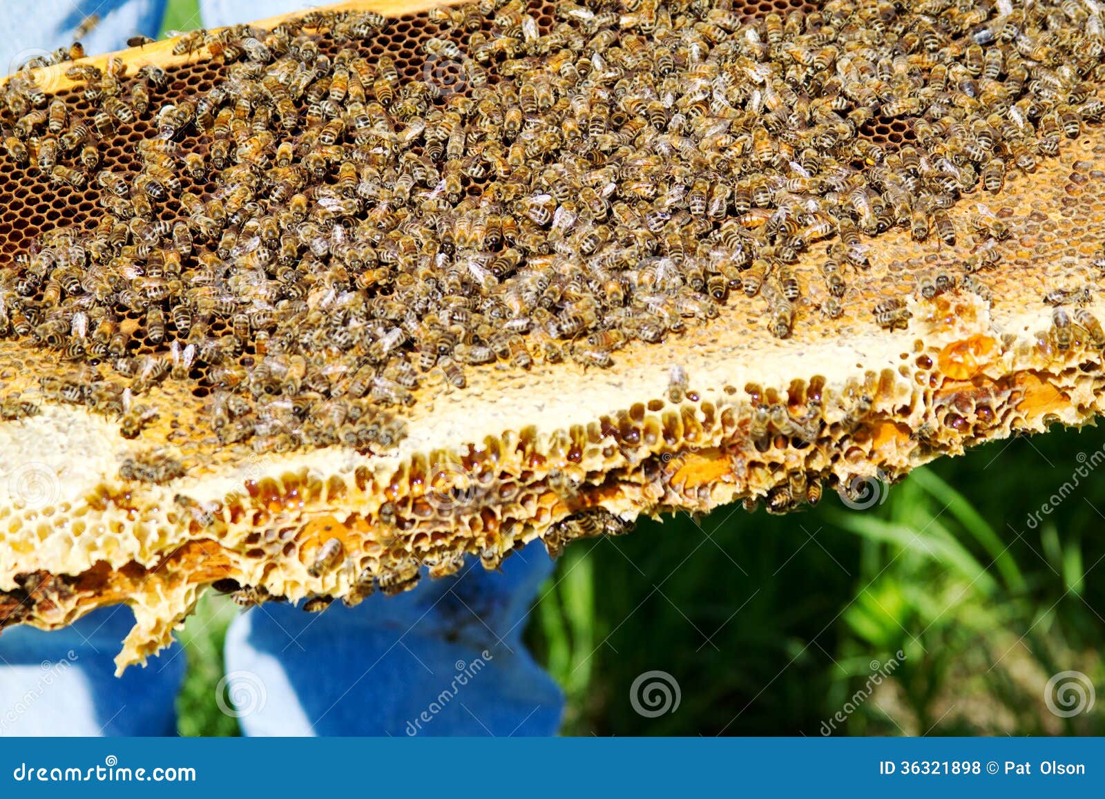 Api sul vassoio del favo fotografia stock. Immagine di paese - 36321898