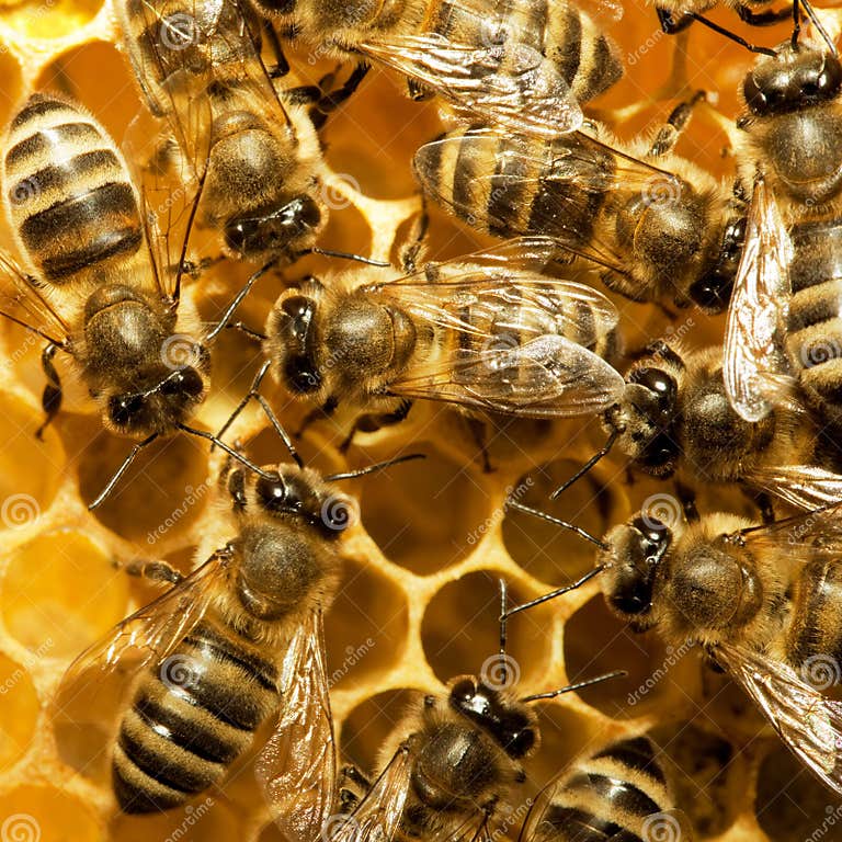 Api sull'alveare immagine stock. Immagine di insetto - 14261199