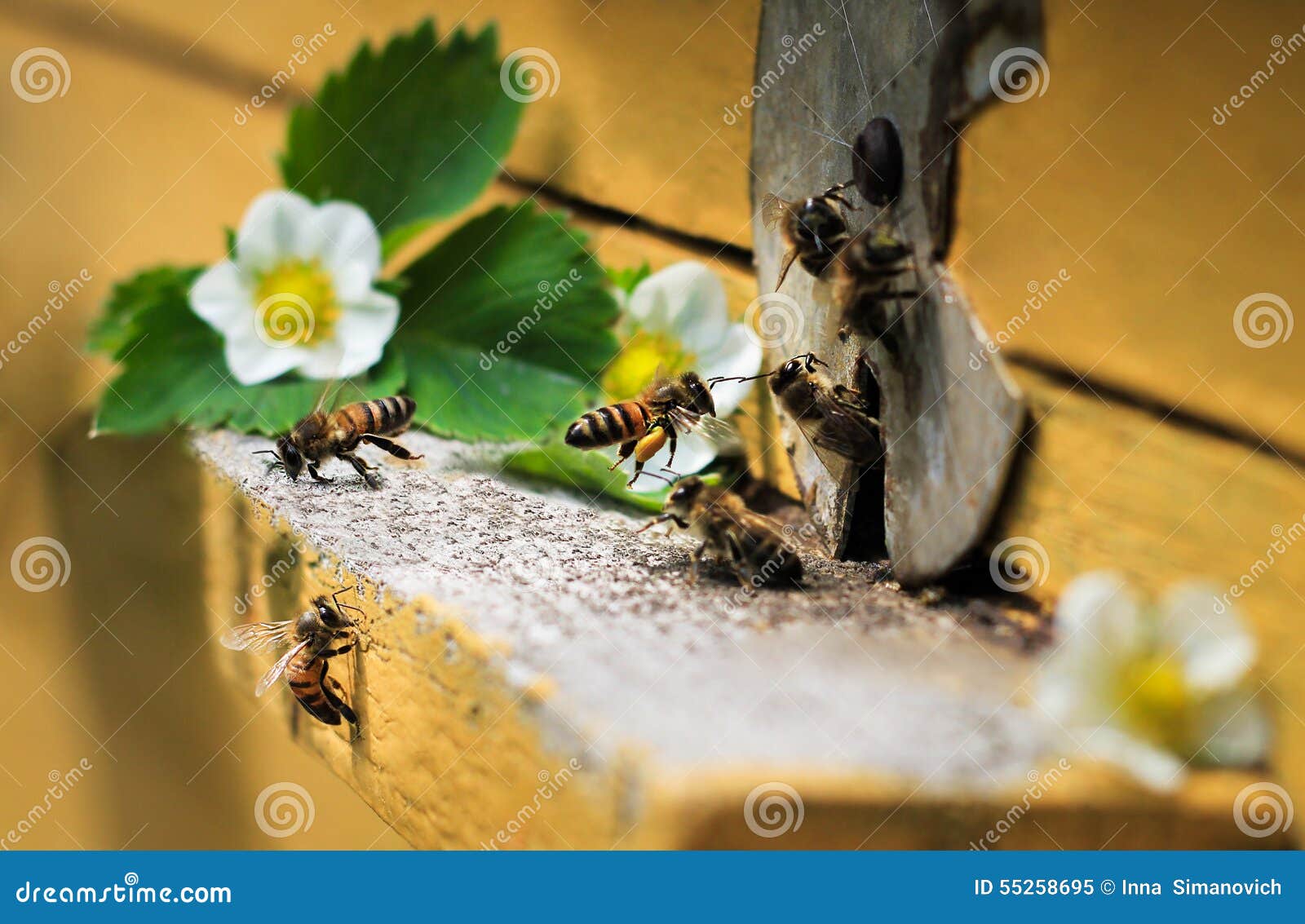 Api sull'alveare immagine stock. Immagine di nave, legno - 55258695