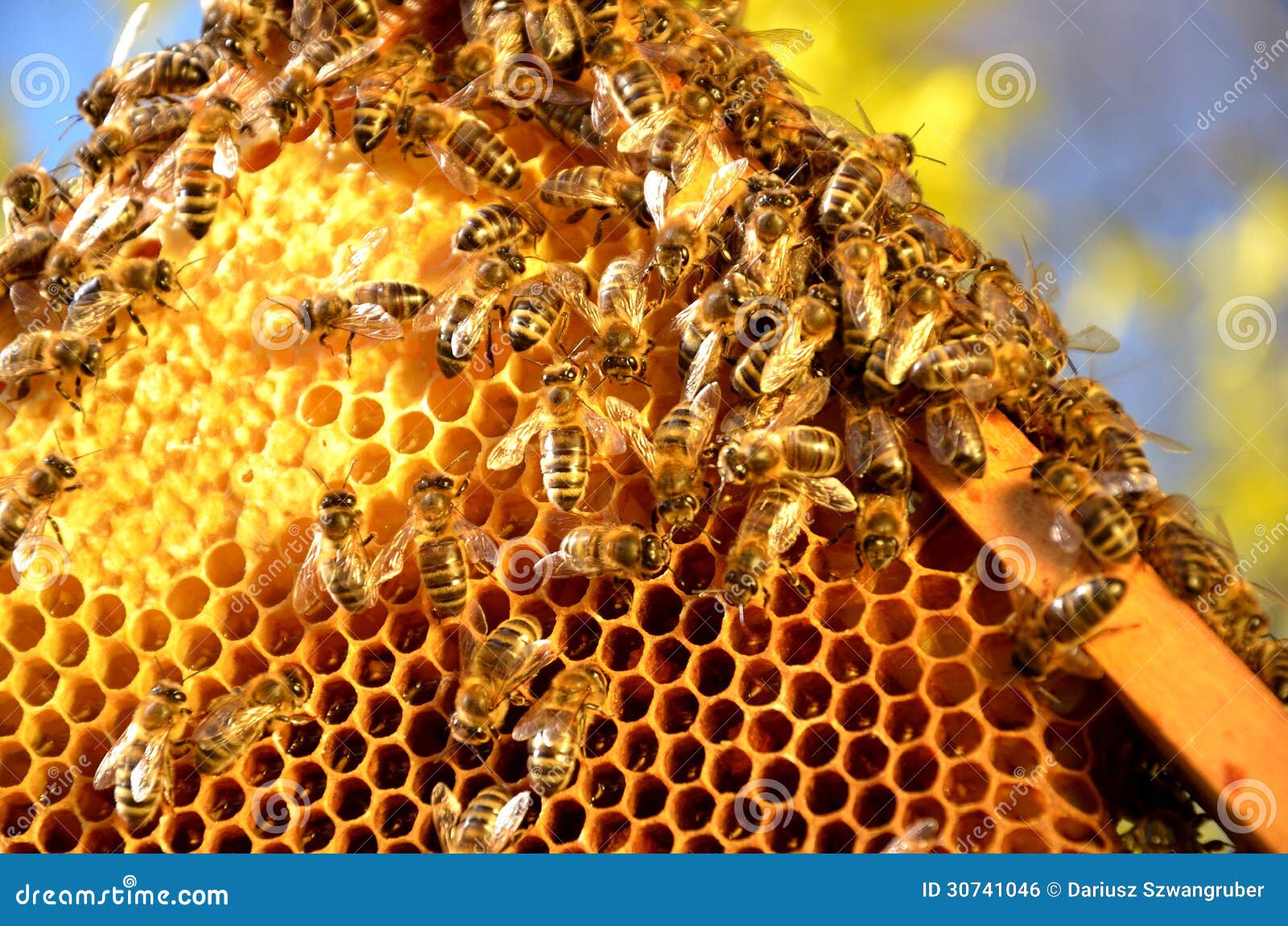 Api Sulla Struttura Del Favo Nella Primavera Fotografia Stock ...