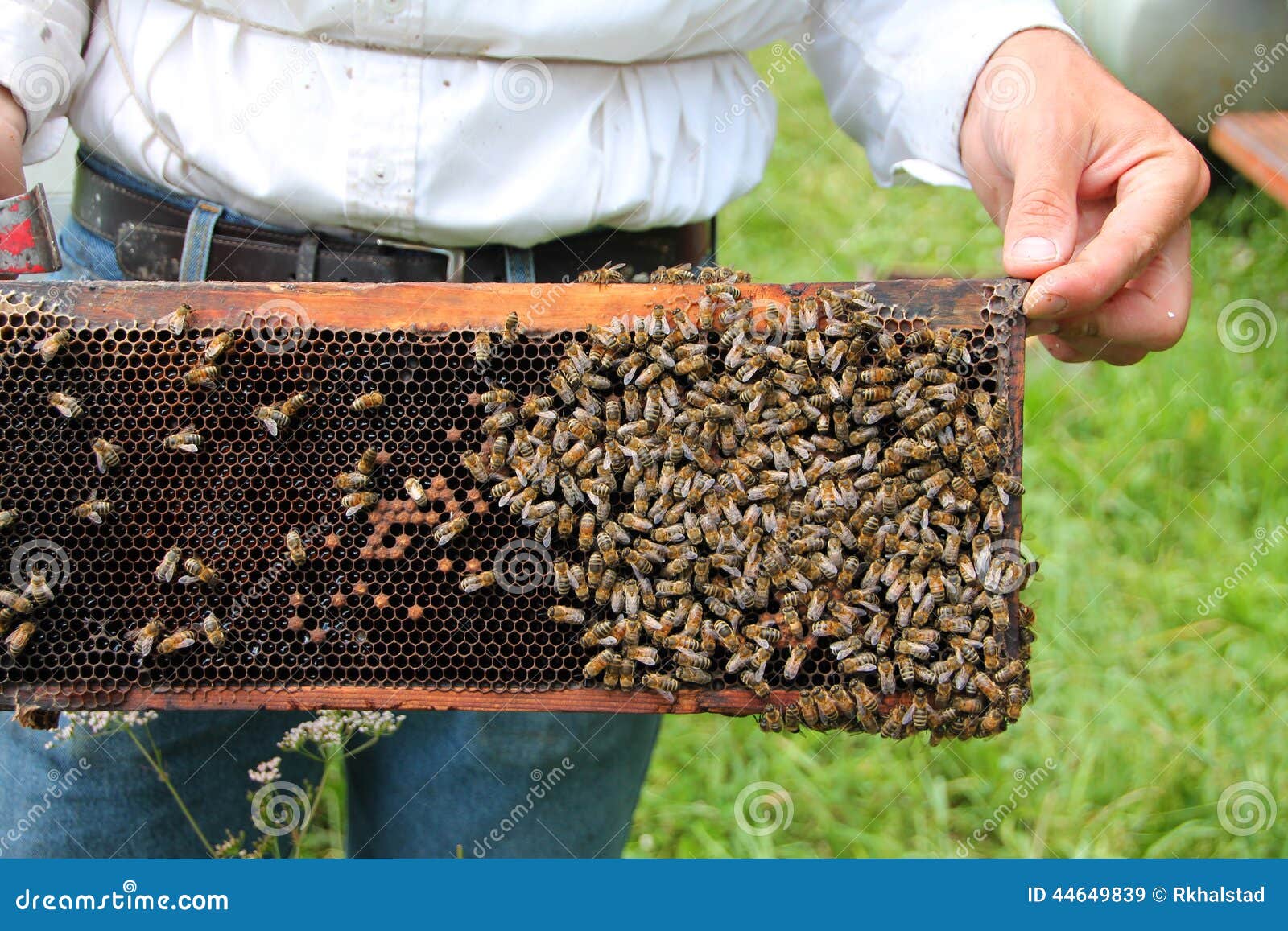 Api Sulla Struttura Di Legno Del Favo Immagine Stock - Immagine di ...