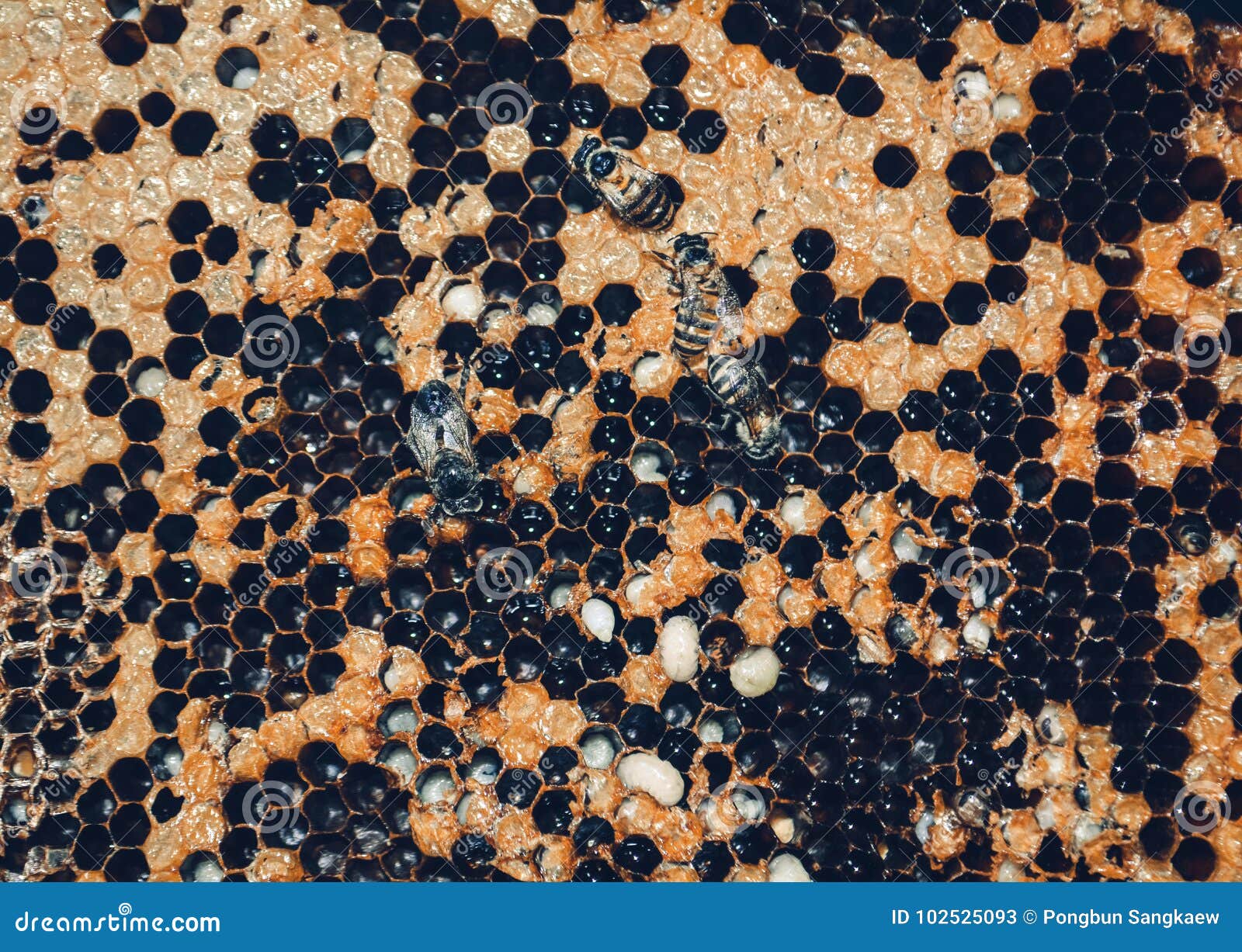 Api Sulle Cellule Del Miele Immagine Stock - Immagine di alimento ...