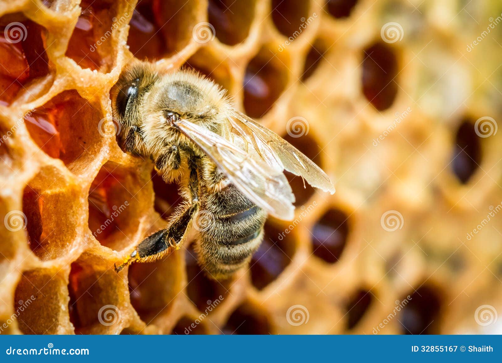 Api in un alveare sul favo immagine stock. Immagine di sforzo - 32855167