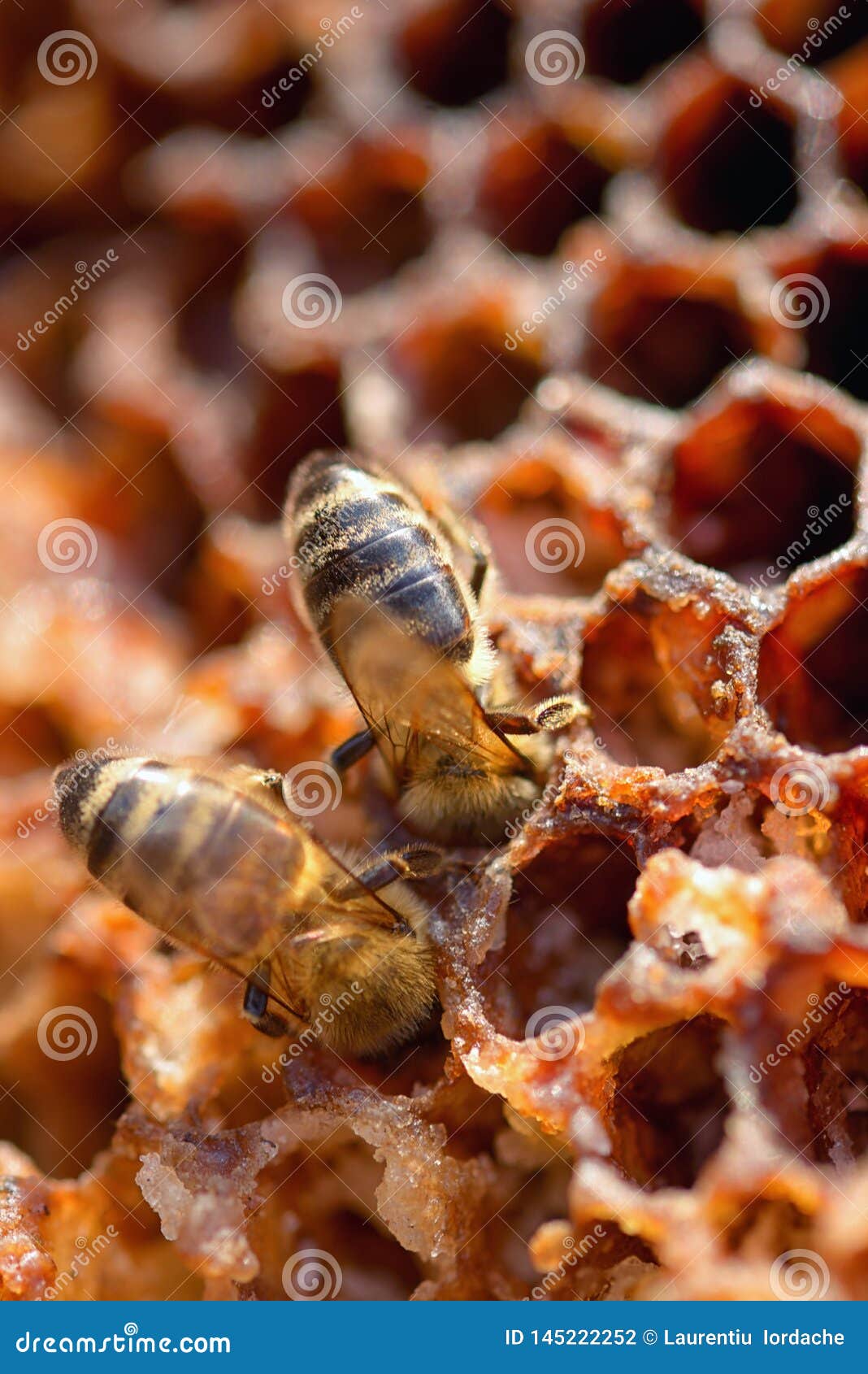 Api in un alveare sul favo fotografia stock. Immagine di selvaggio ...