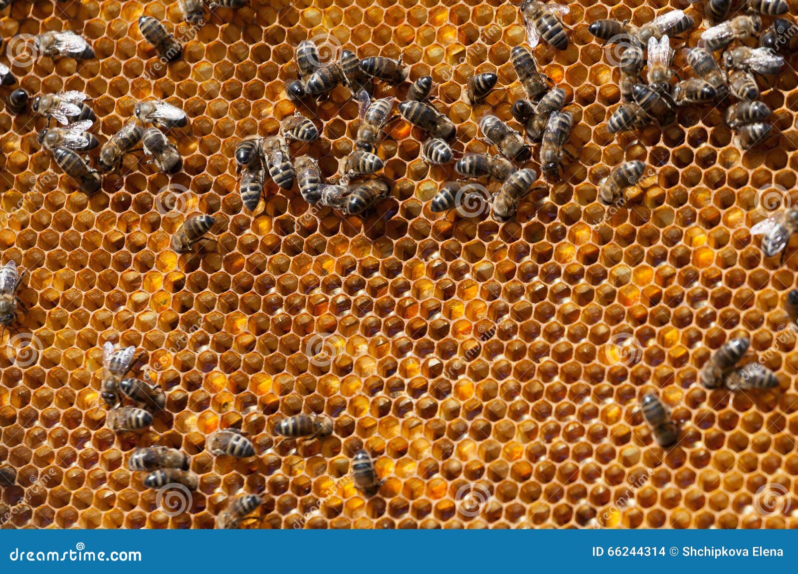 Api in Un Funzionamento Dell'alveare Fotografia Stock - Immagine di ...