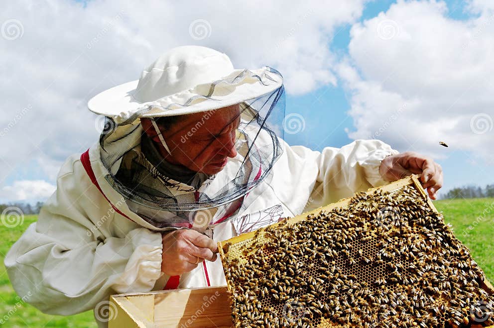 Apiarist and Frame with Bees. Stock Image - Image of male, senior: 19629855