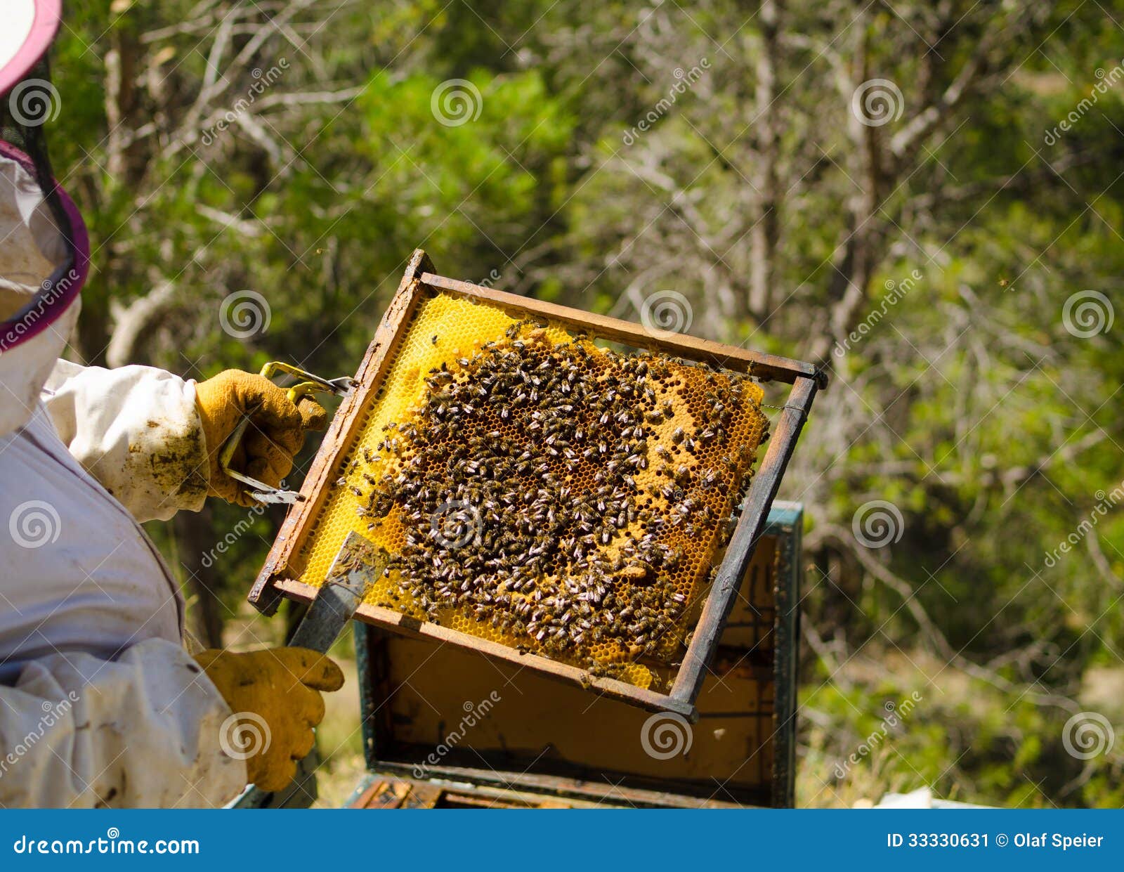Apiarist at work stock image. Image of beehive, honeybees - 33330631