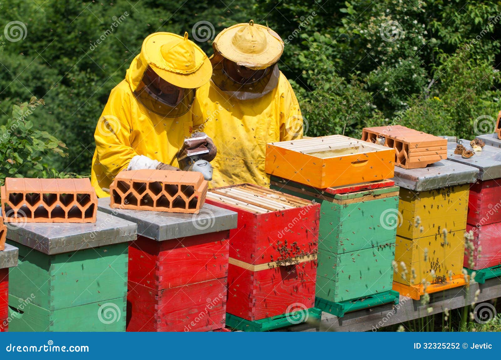 Apiarists working stock photo. Image of apis, balm, pollen - 32325252