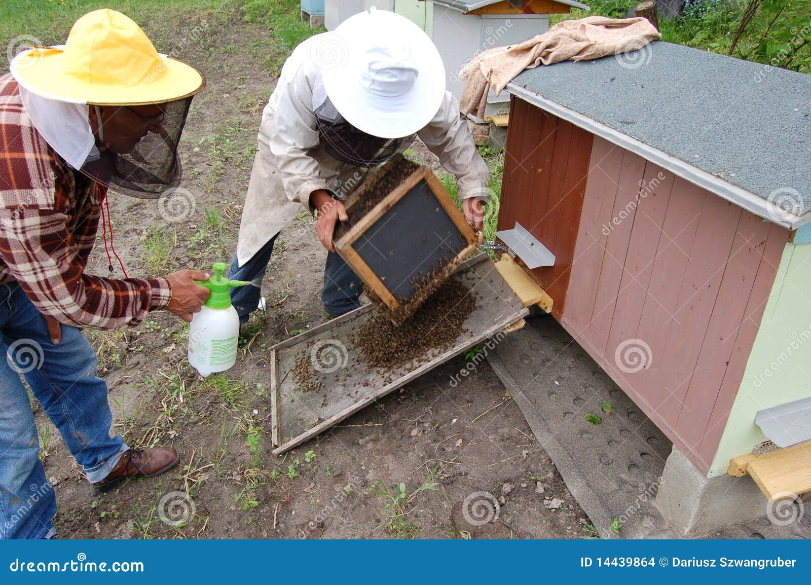 In apiary stock photo. Image of beekeeping, animals, grass - 14439864