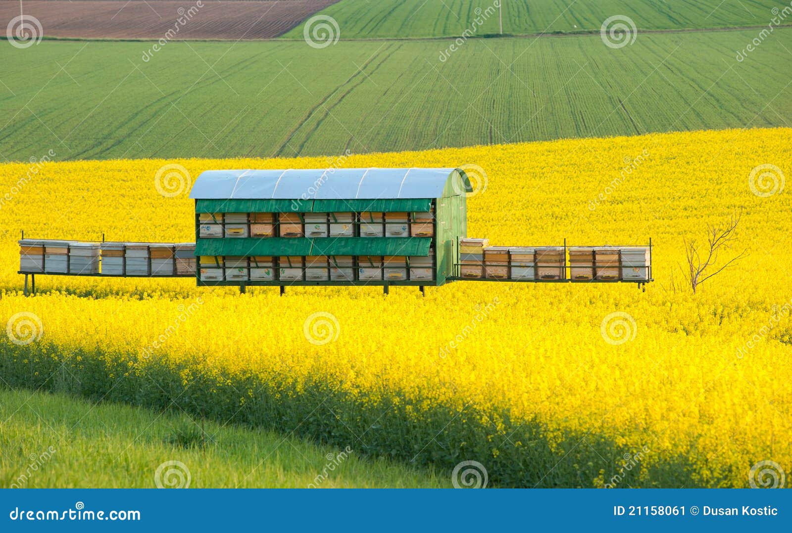 Apiary stock image. Image of oilseed, keeping, beehive - 21158061