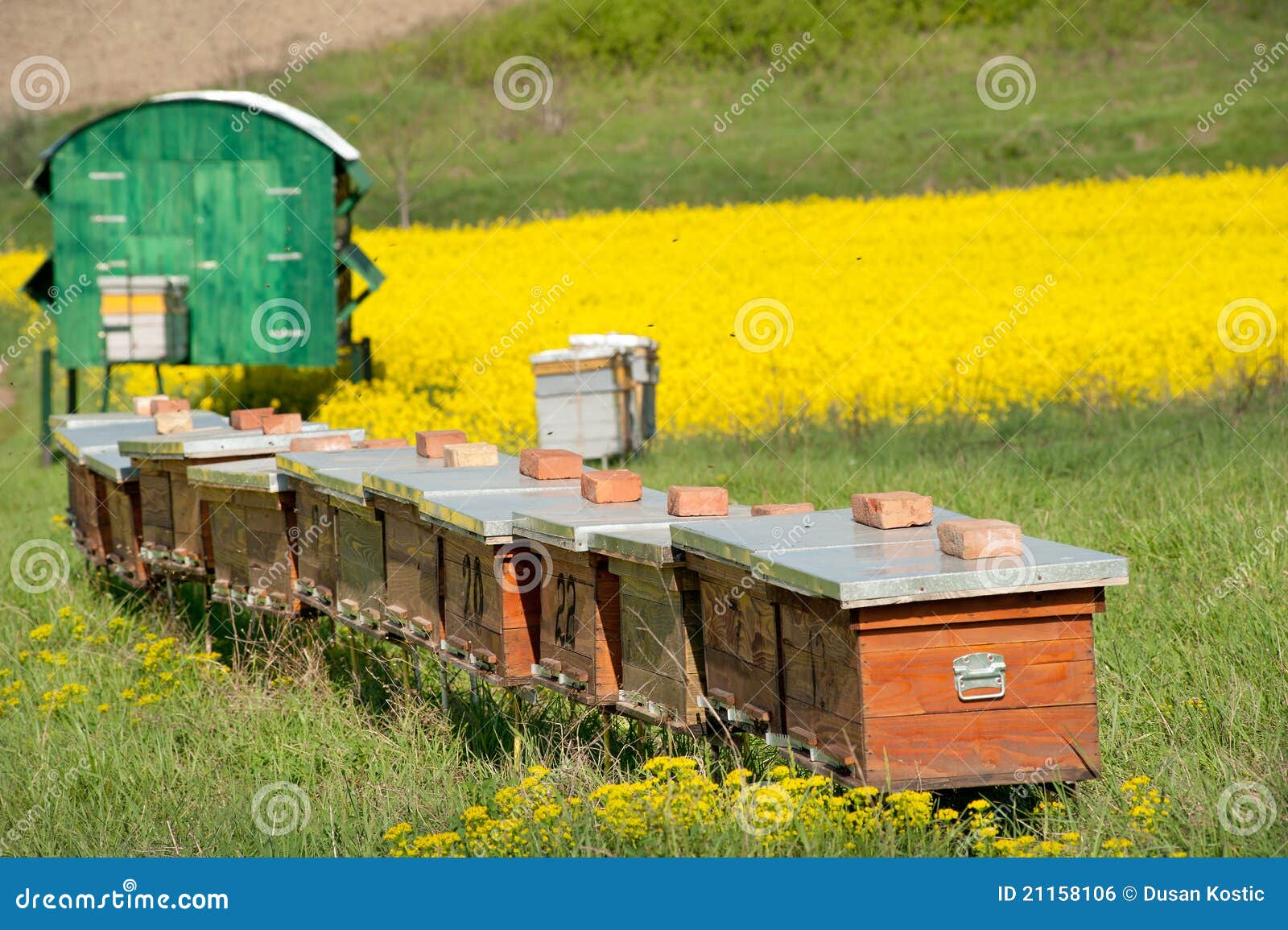 Apiary stock photo. Image of farm, land, landscape, field - 21158106