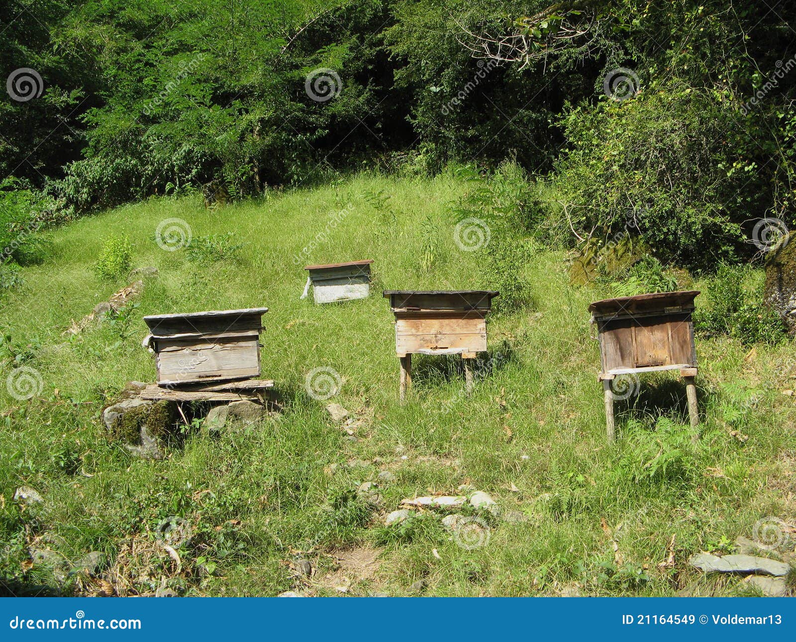 Apiary stock image. Image of summer, green, nature, abkhazia - 21164549