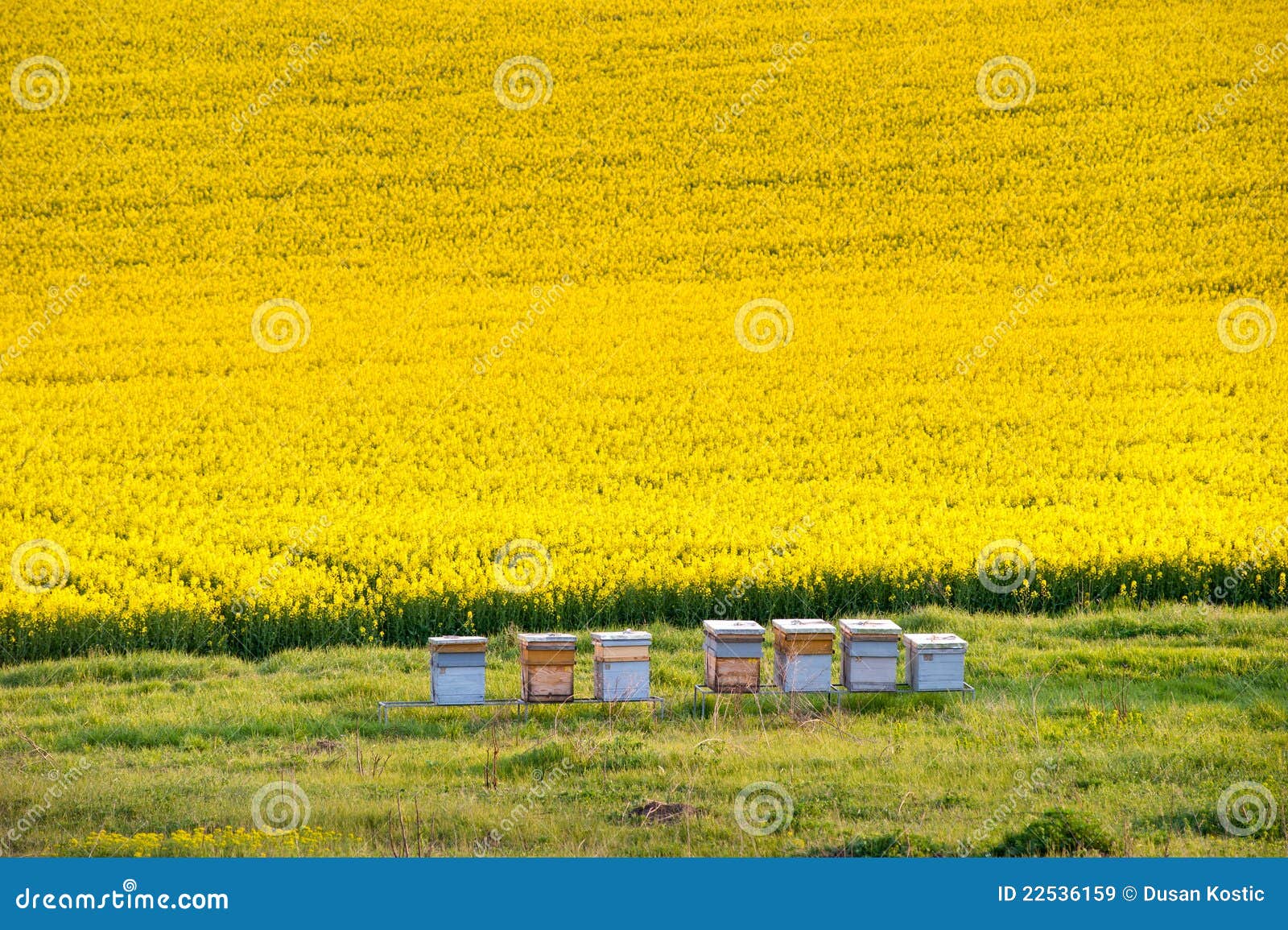 Apiary stock image. Image of head, plant, oilseed, yellow - 22536159