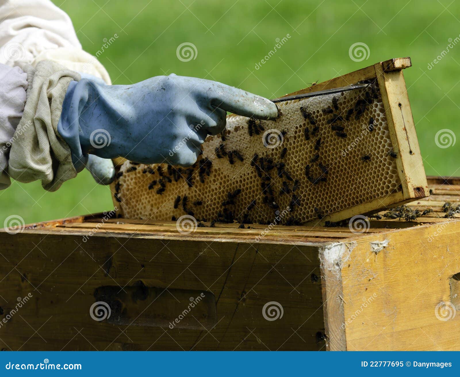 Apiary stock image. Image of apiary, multitude, frame - 22777695