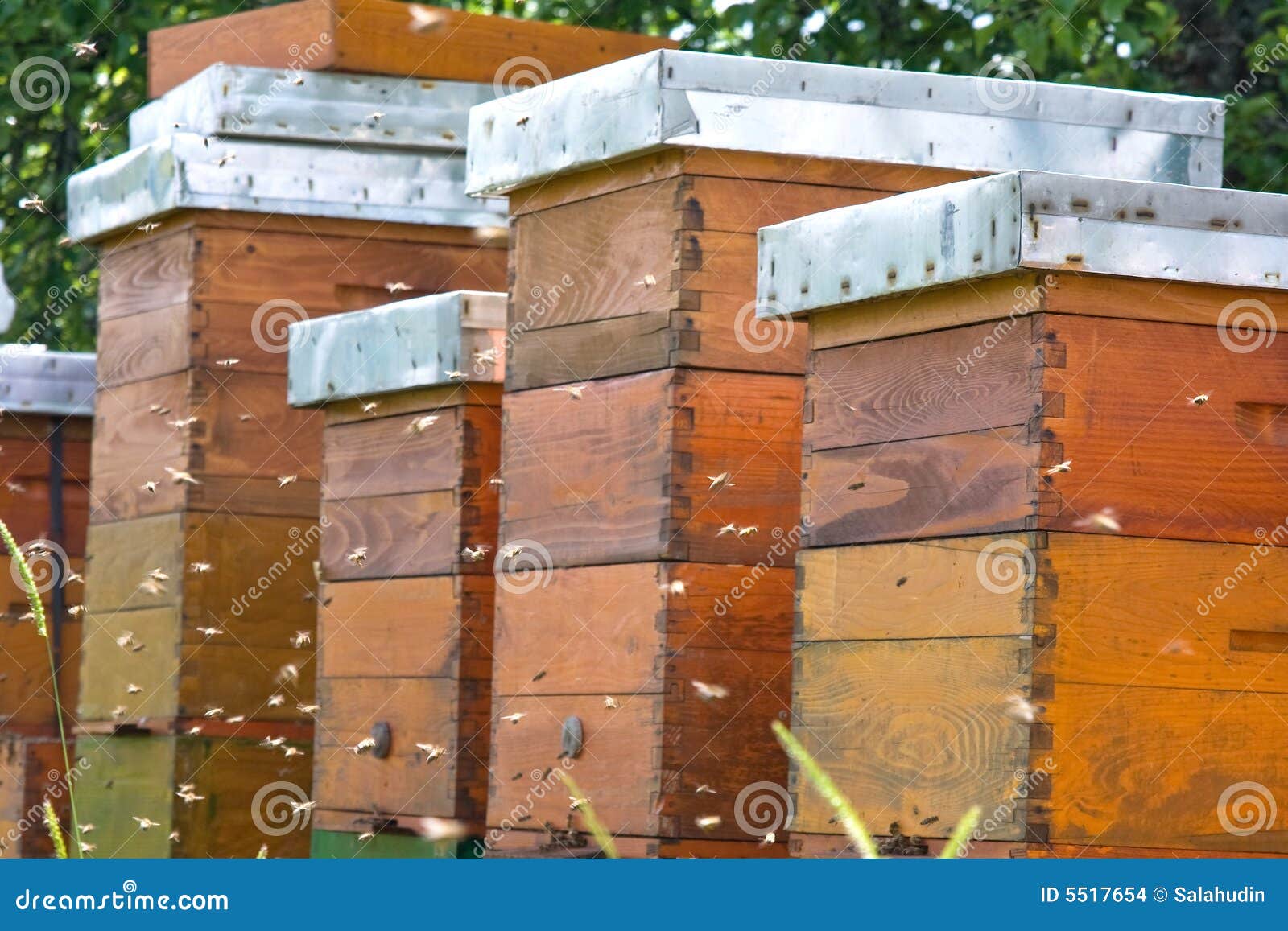 Apiary stock photo. Image of honeycraft, honeybee, apiary - 5517654