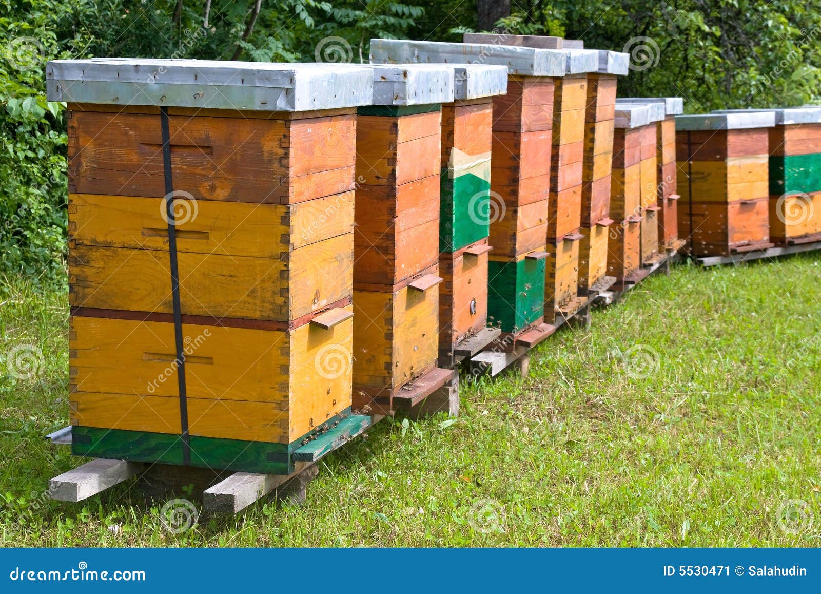 Apiary stock image. Image of apiculturist, apiculture - 5530471