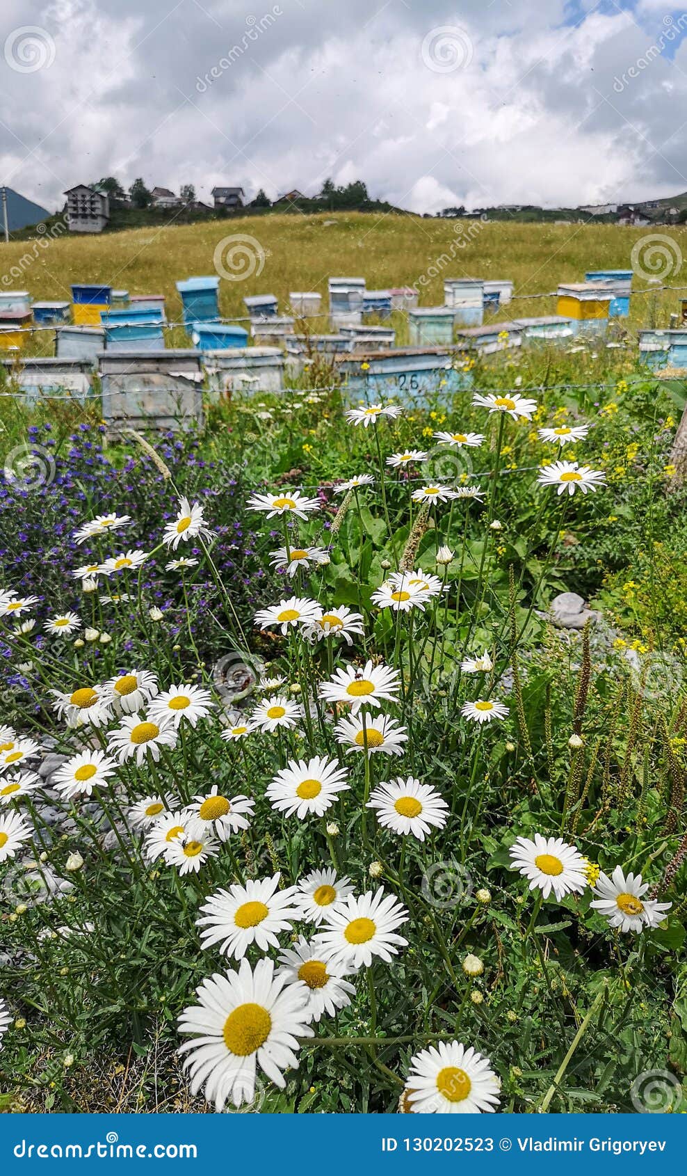 Apiary stock image. Image of apiary, flowers, nature - 130202523