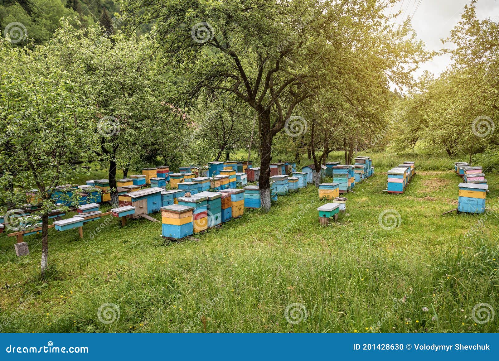 Apiary in the apple garden stock photo. Image of meadow - 201428630