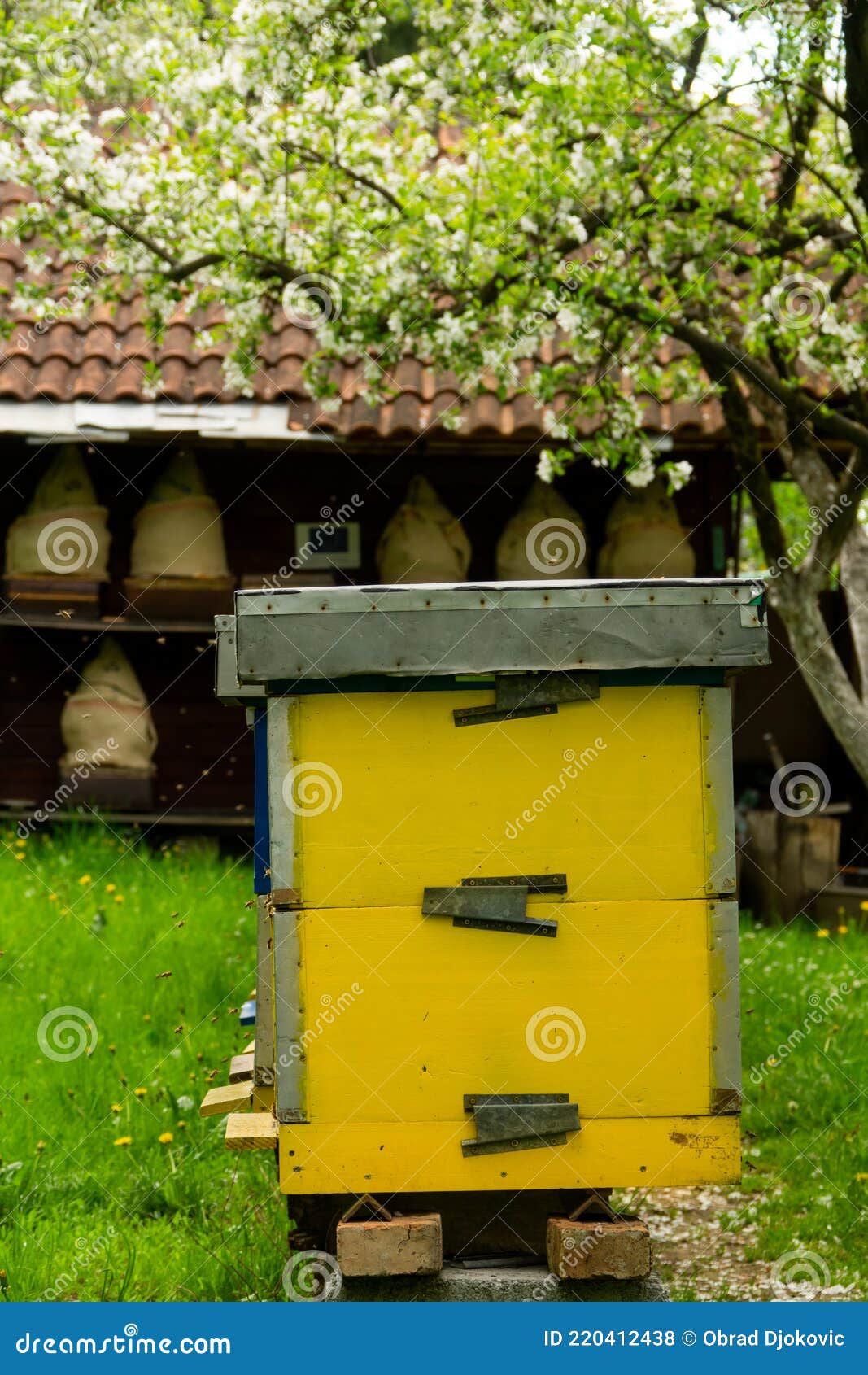 Apiary in Beautiful Spring Yard Stock Photo - Image of wildlife, nature ...