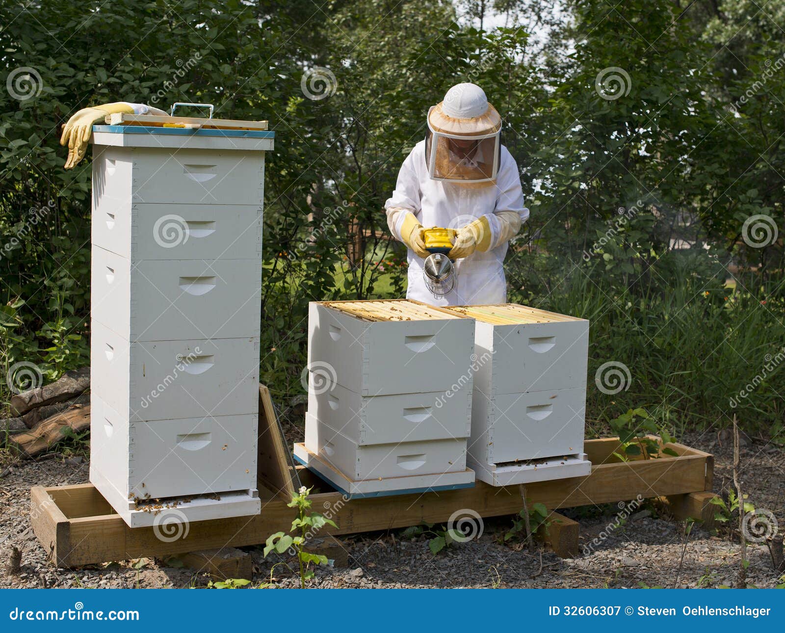 Apiary stock image. Image of sting, beekeeping, bees - 32606307