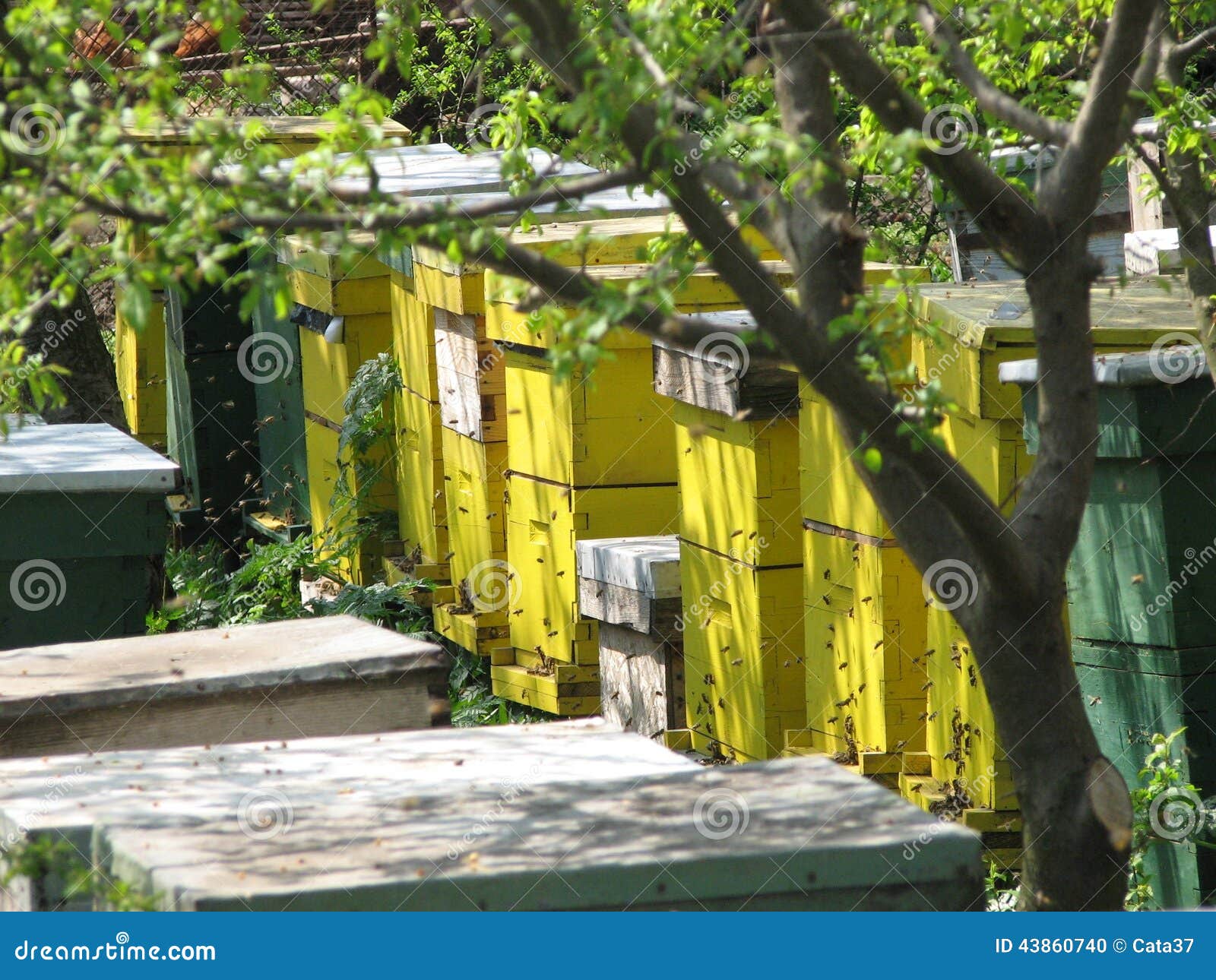 Apiary stock photo. Image of farm, beekeeping, landscape - 43860740