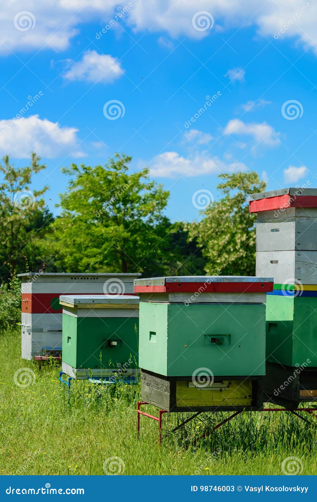 Apiary. Beehives in the Apiary. Apiculture. Stock Image - Image of ...