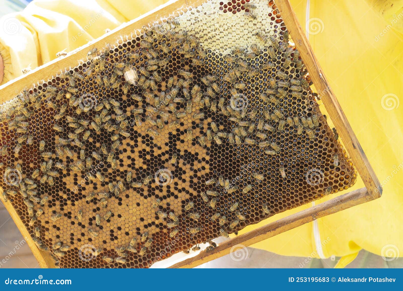 Apiary with Beehives in the Summer in a Clearing. Stock Image - Image ...