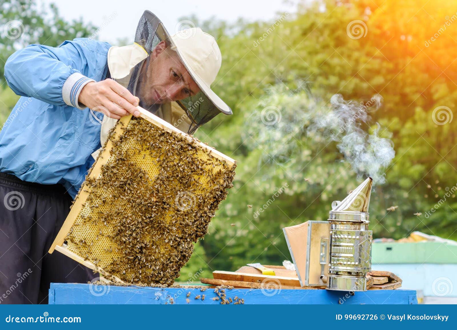 Apiary. the Beekeeper Works with Bees Near the Hives. Apiculture. Stock ...
